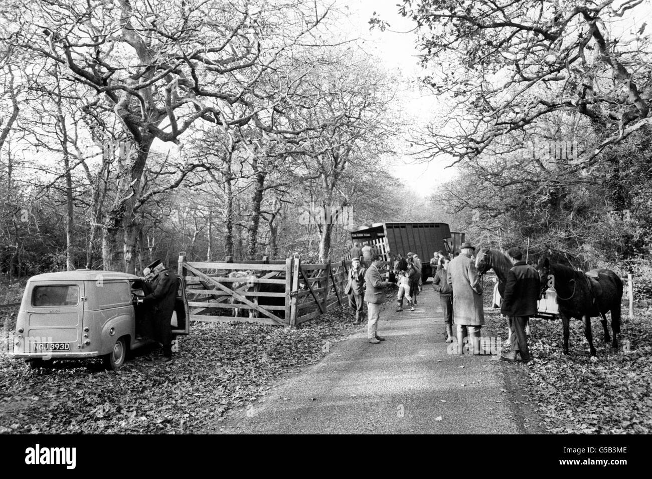 Cattle mouth Black and White Stock Photos & Images - Alamy
