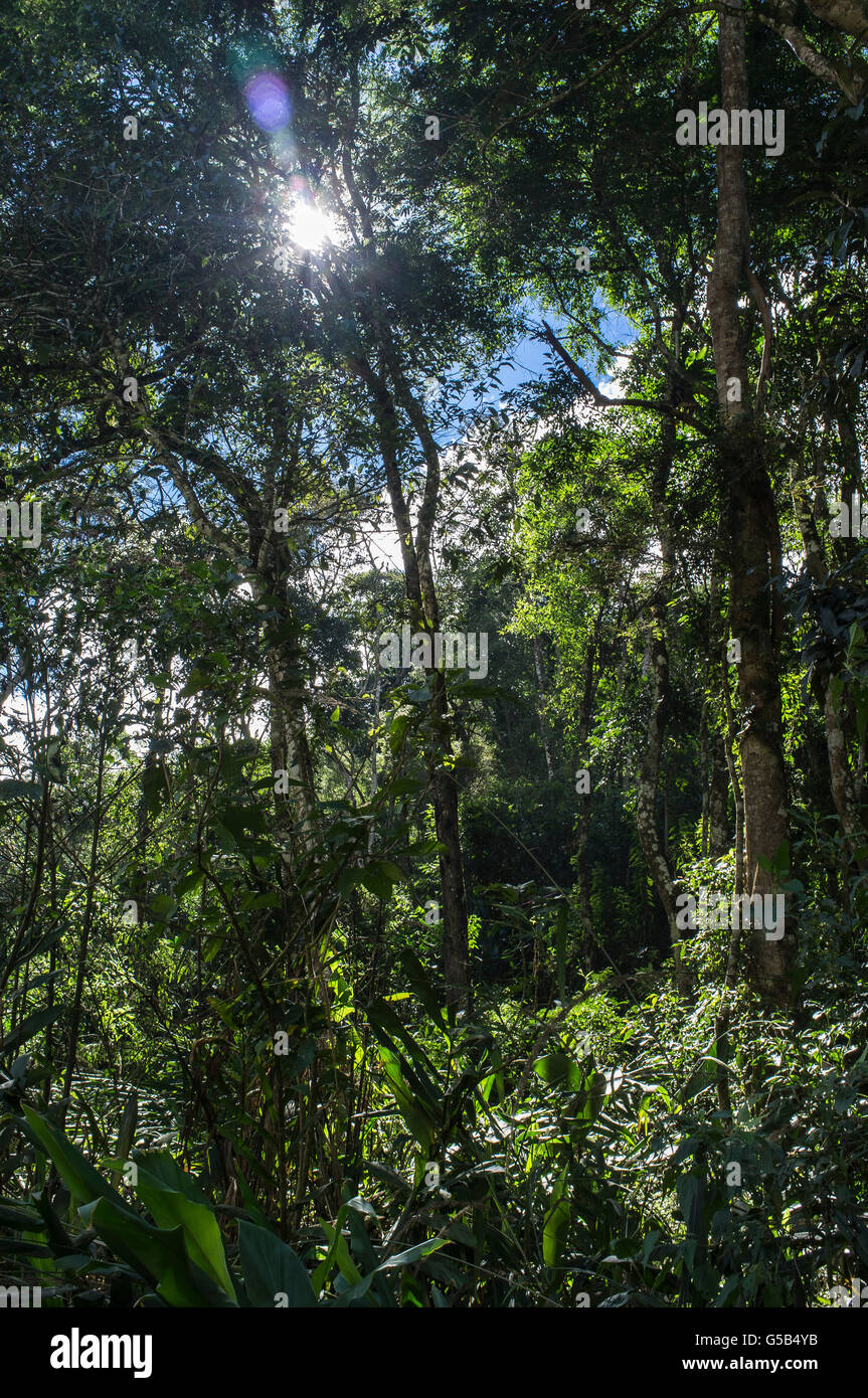 Atlantic Rainforest in Rio de Janeiro State, Brazil, presents a thick ...