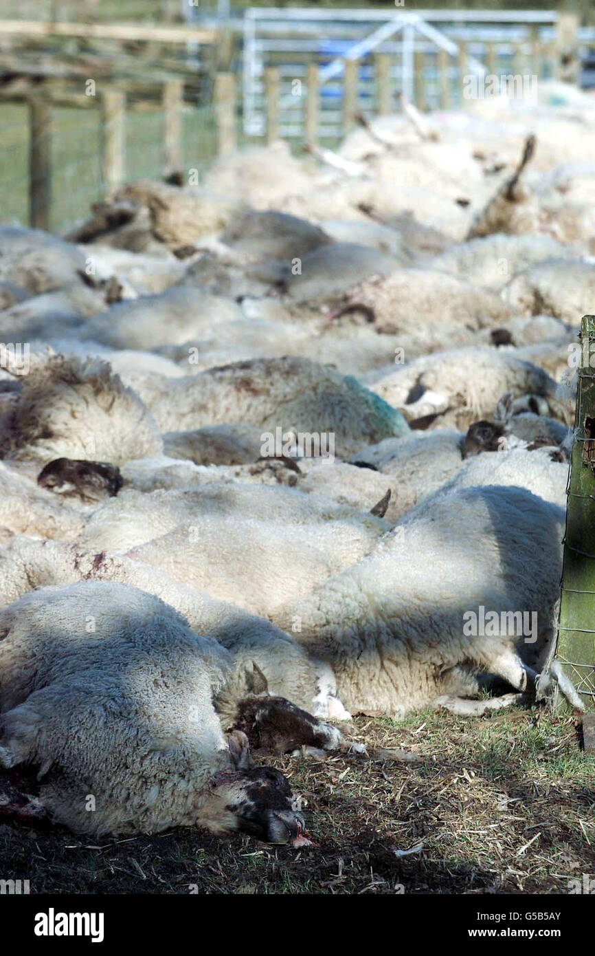 Slaughtered sheep lie in a field near Wigton in Cumbria awaiting ...
