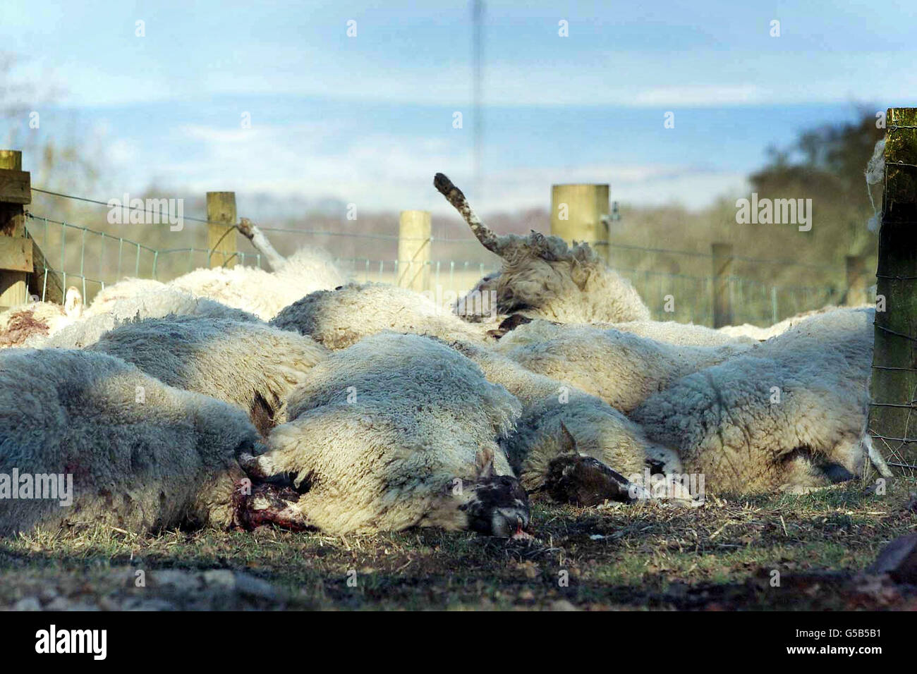 Slaughtered sheep lie in a field near Wigton in Cumbria awaiting ...