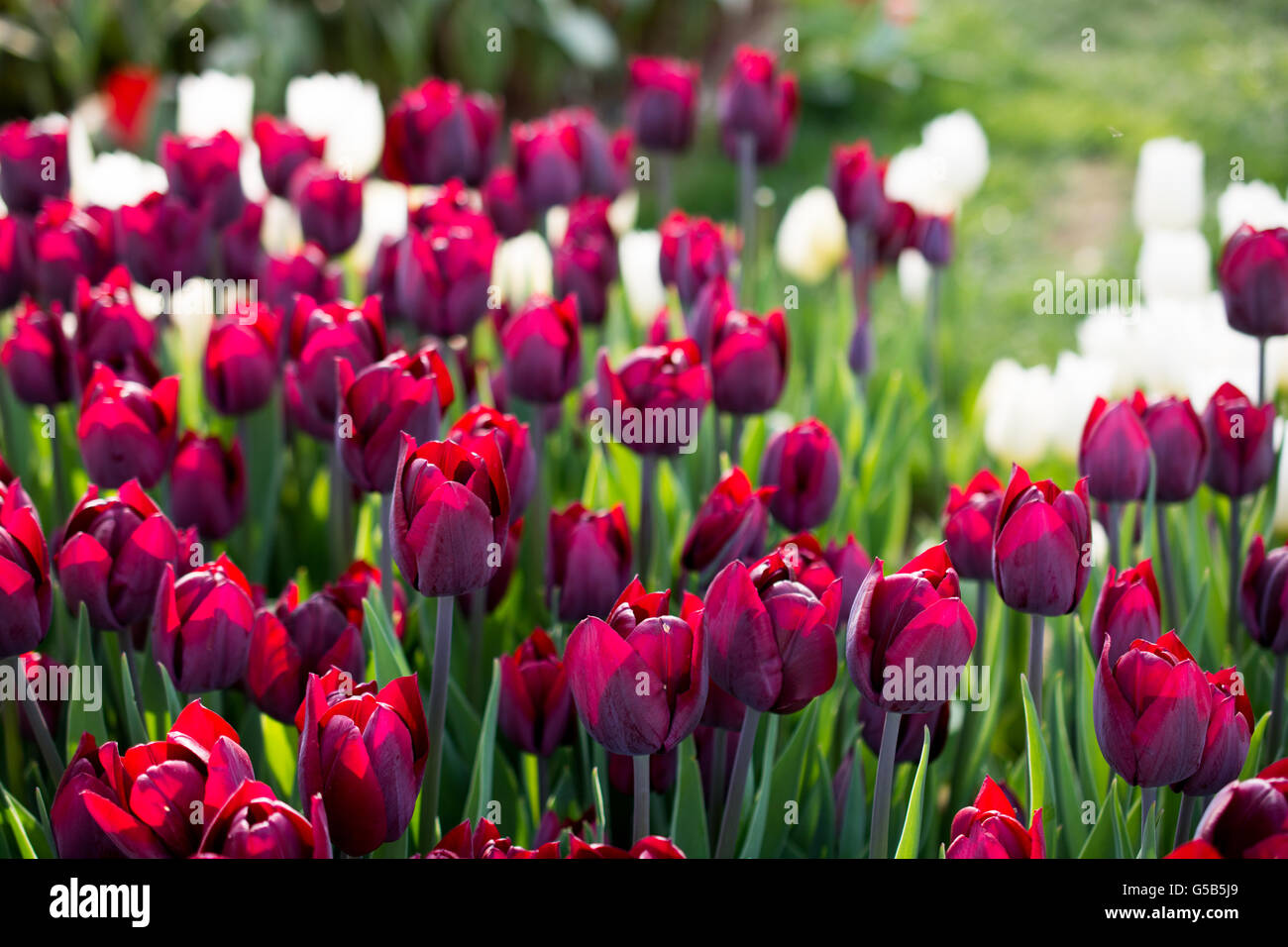tulips of various colors in nature in spring time Stock Photo - Alamy