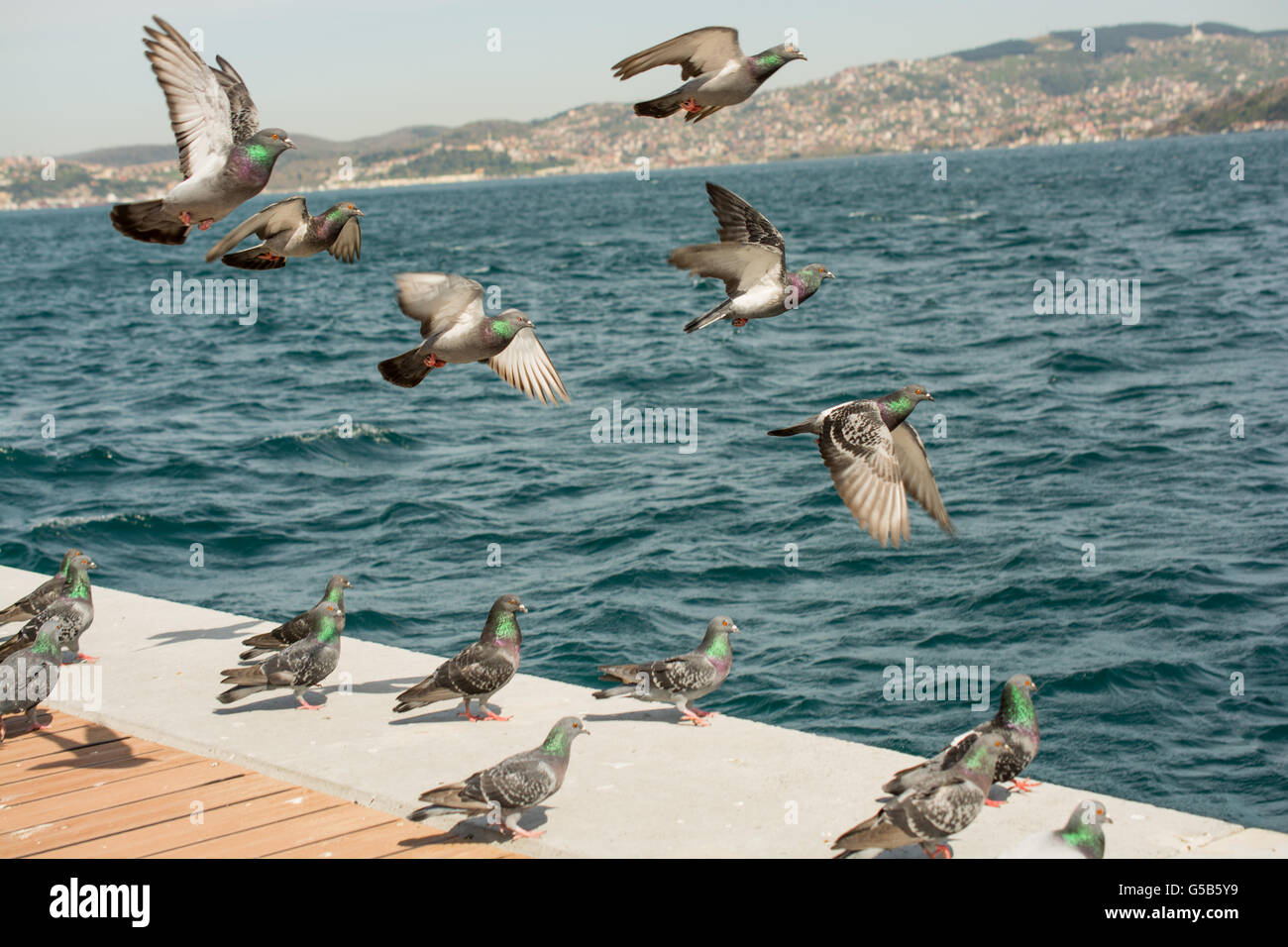 Beautiful pigeons in the Bosphorus Stock Photo - Alamy