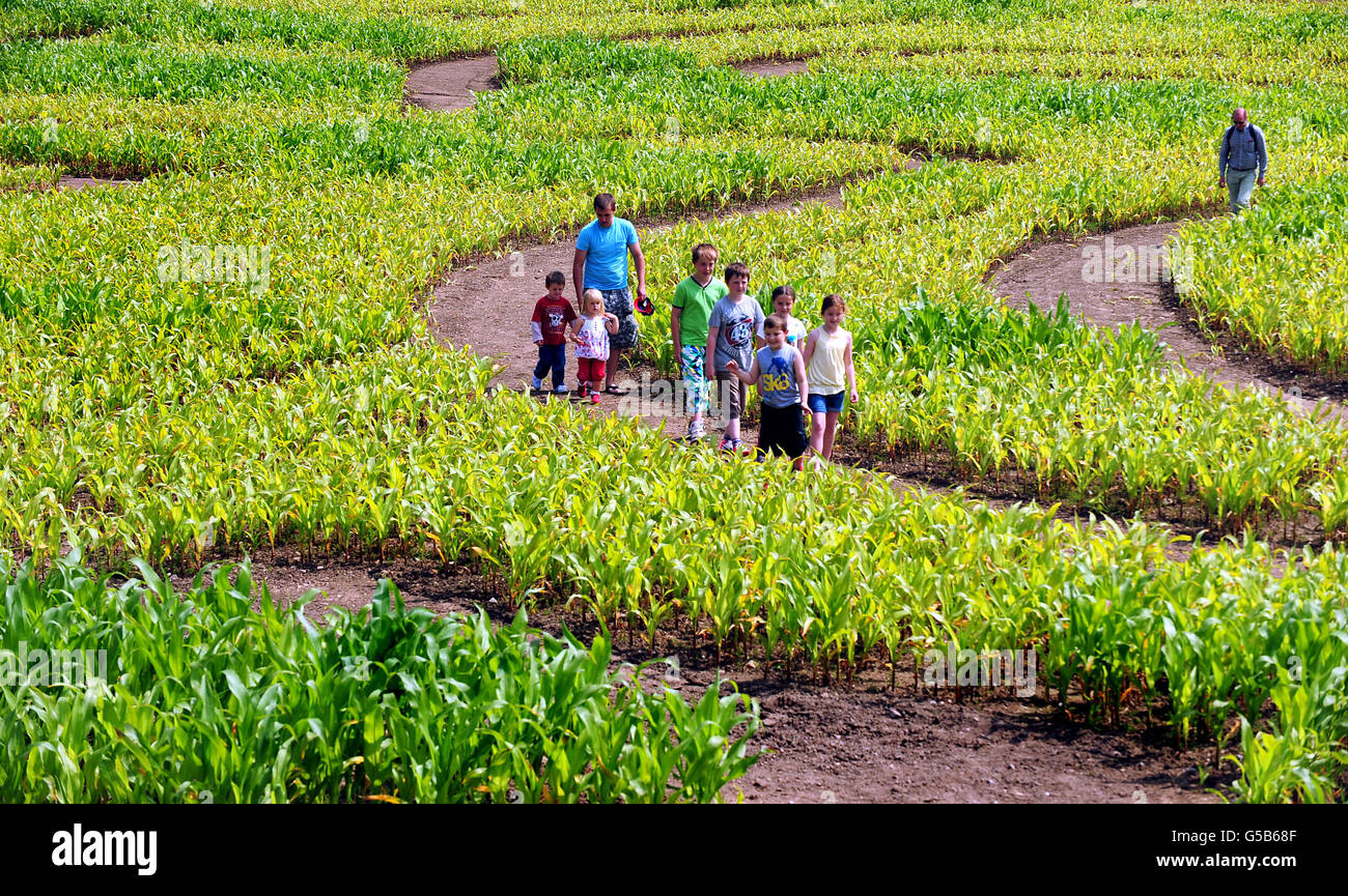 Members of the public enjoy the maze created by Midlands farmer Tom ...