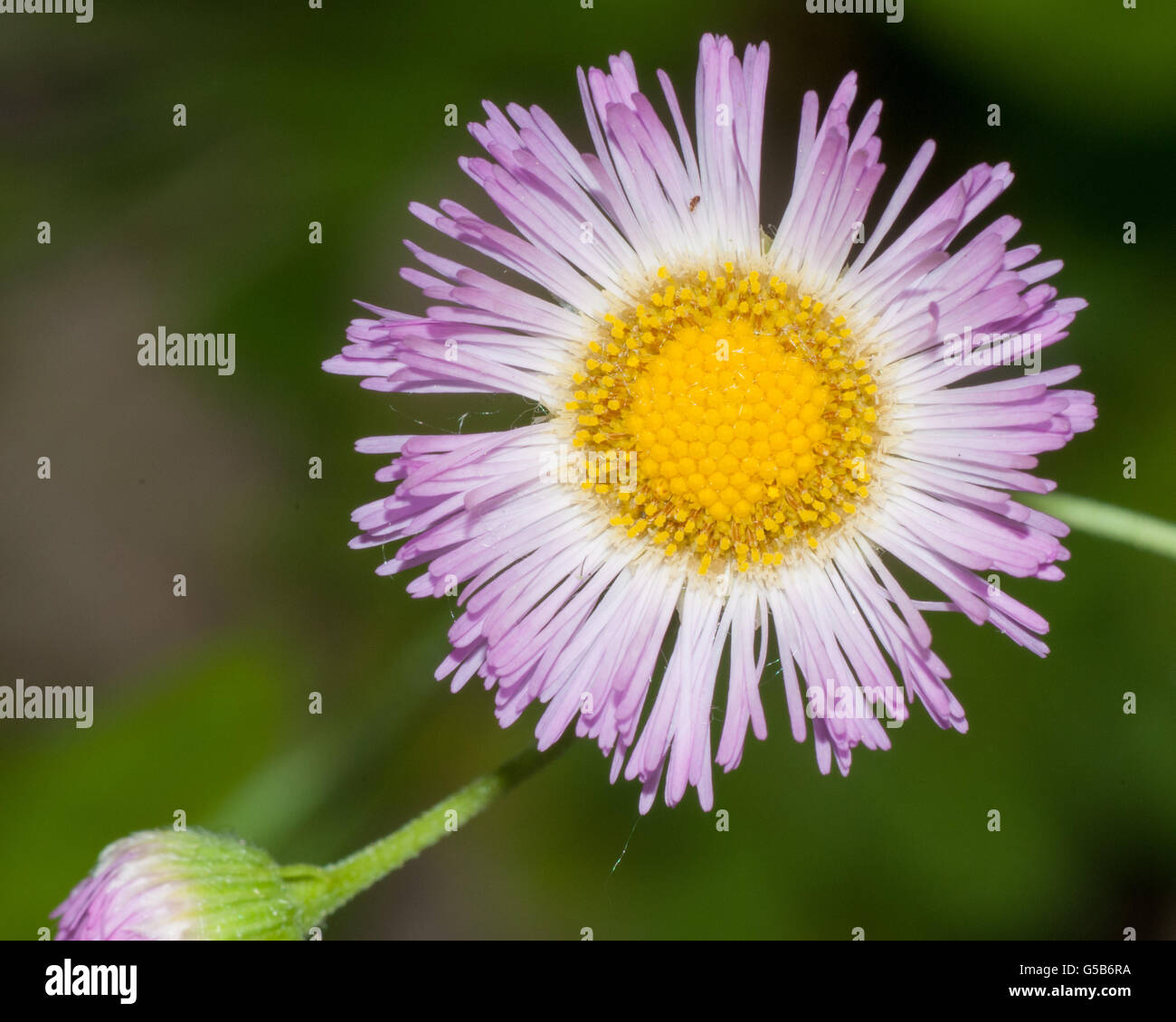 A blooming Philadelphia Fleabane (Erigeron philadelphicus) in the wild ...