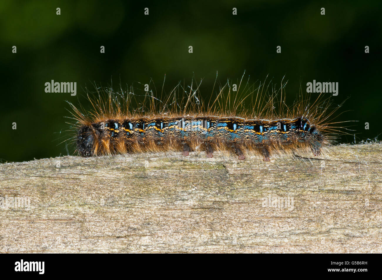Tent caterpillar crawling along wooden hi-res stock photography and ...