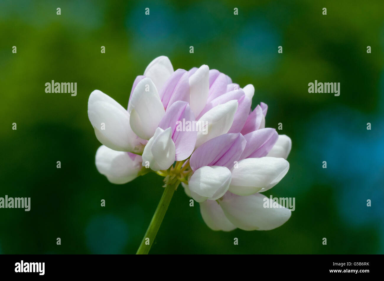 Nature plant clover hi-res stock photography and images - Alamy