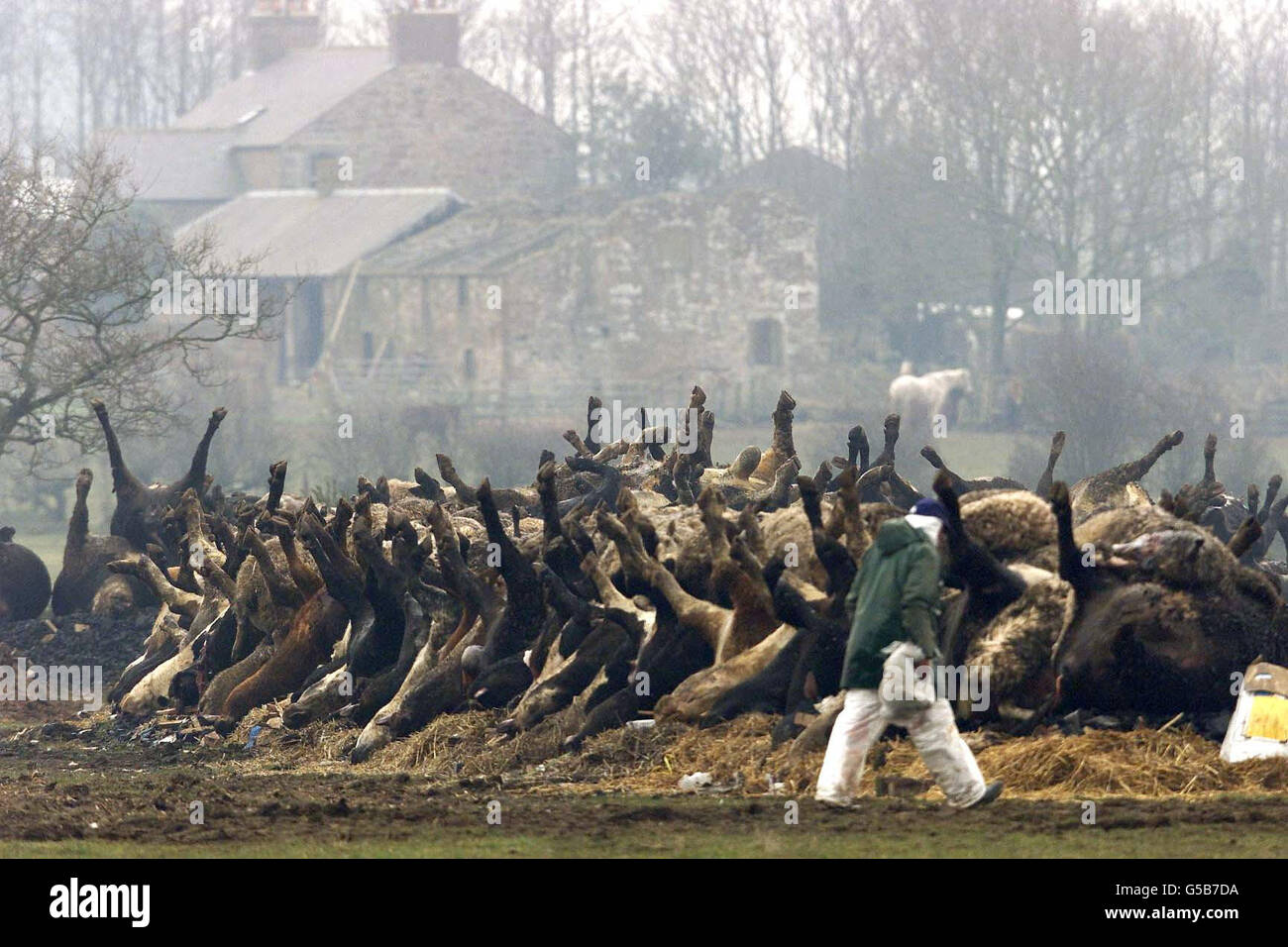 PLEASE NOTE: GRAPHIC CONTENT: Culled animals piled up in Canonbie on ...