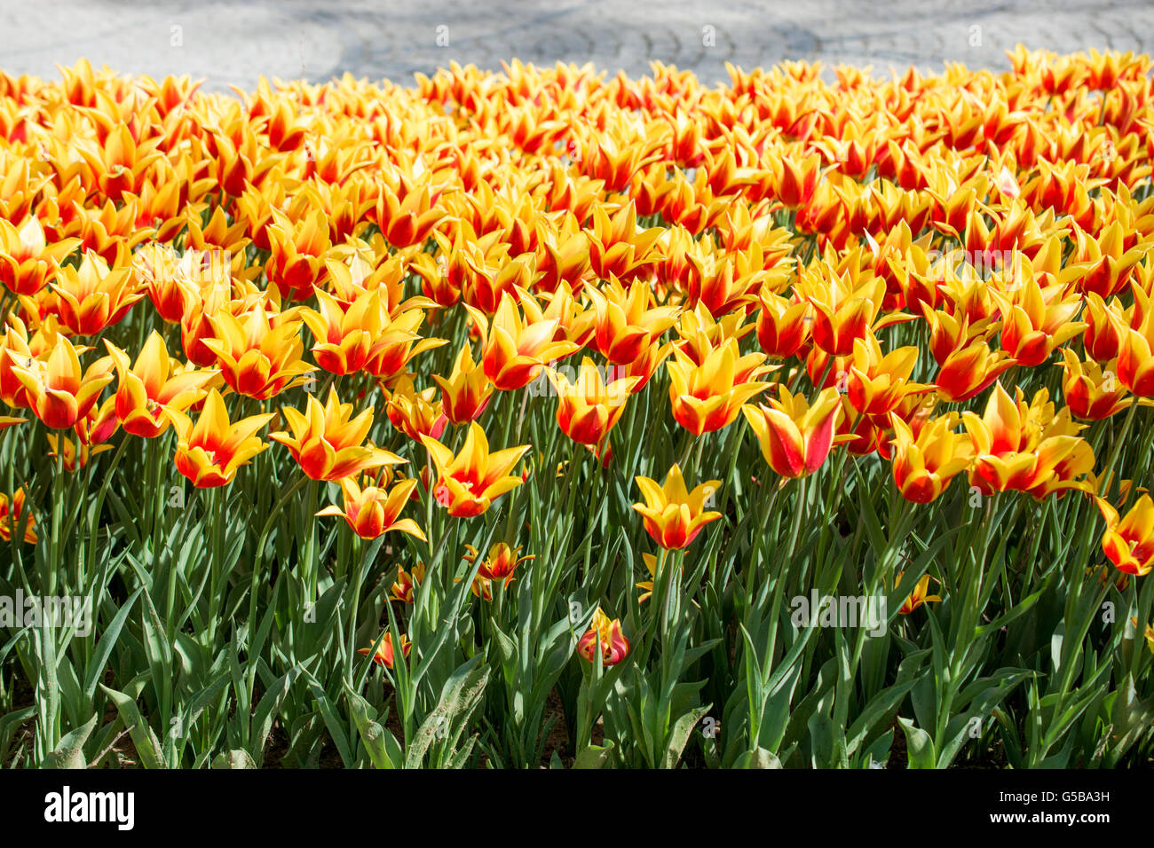 Fresh tulips of orange color in nature in spring time Stock Photo - Alamy