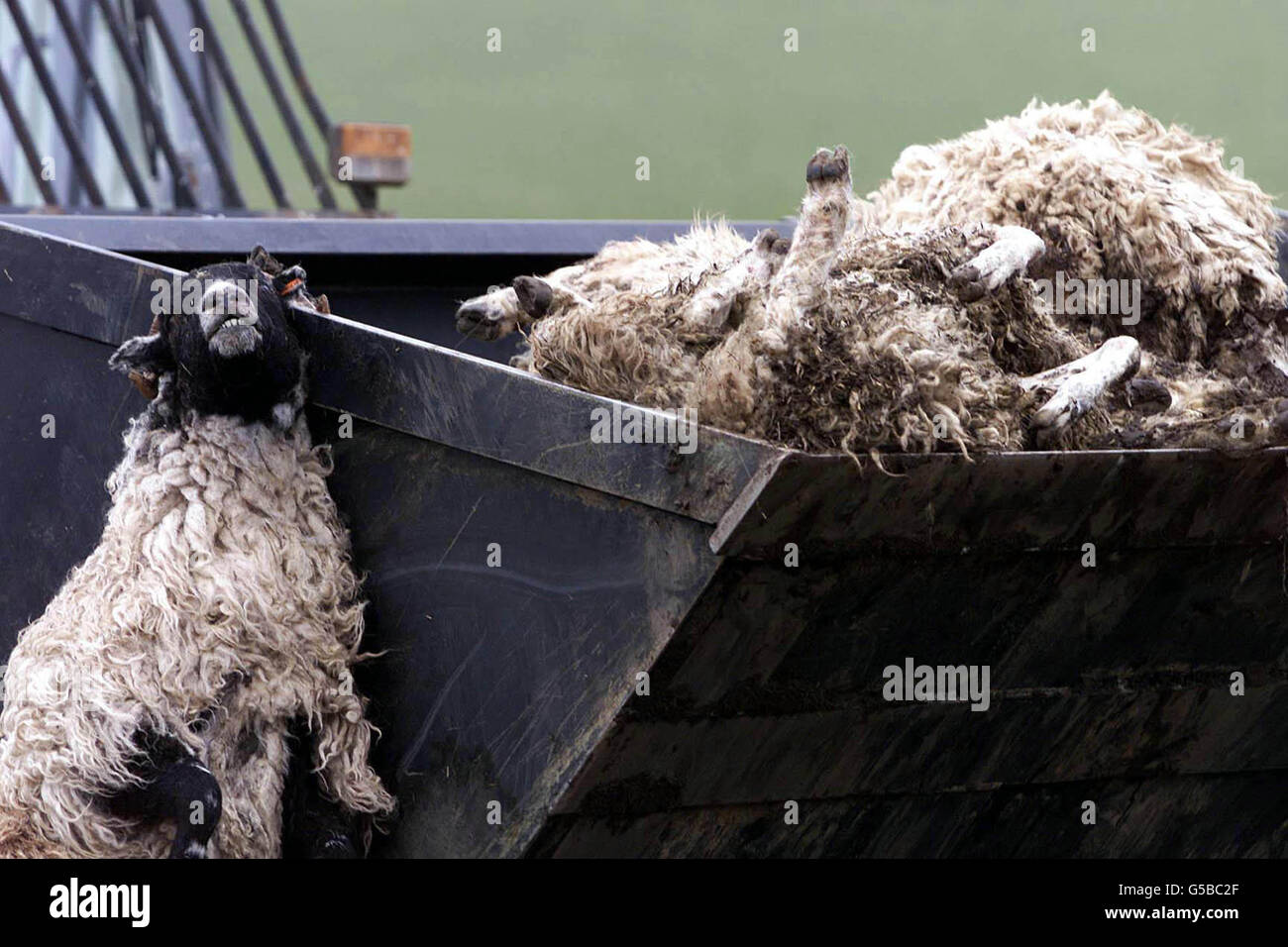 PLEASE NOTE: GRAPHIC CONTENT: Sheep waiting to be culled in the village ...