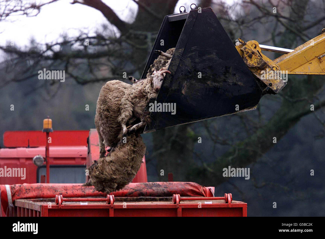 Sheep being loaded into a truck to be taken to be culled in the village ...