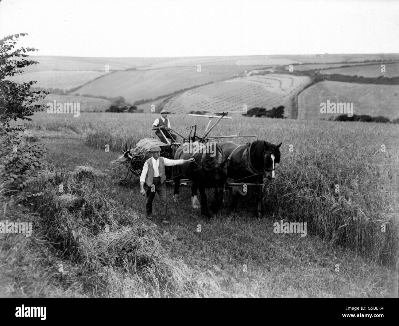Two farm workers cut barley using a horse-drawn reaper-binder during ...