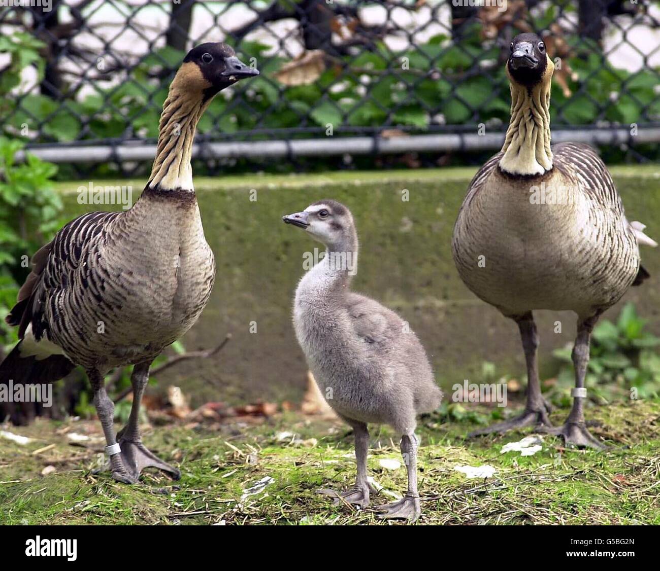 Hawaiian goose gosling nene hi-res stock photography and images - Alamy
