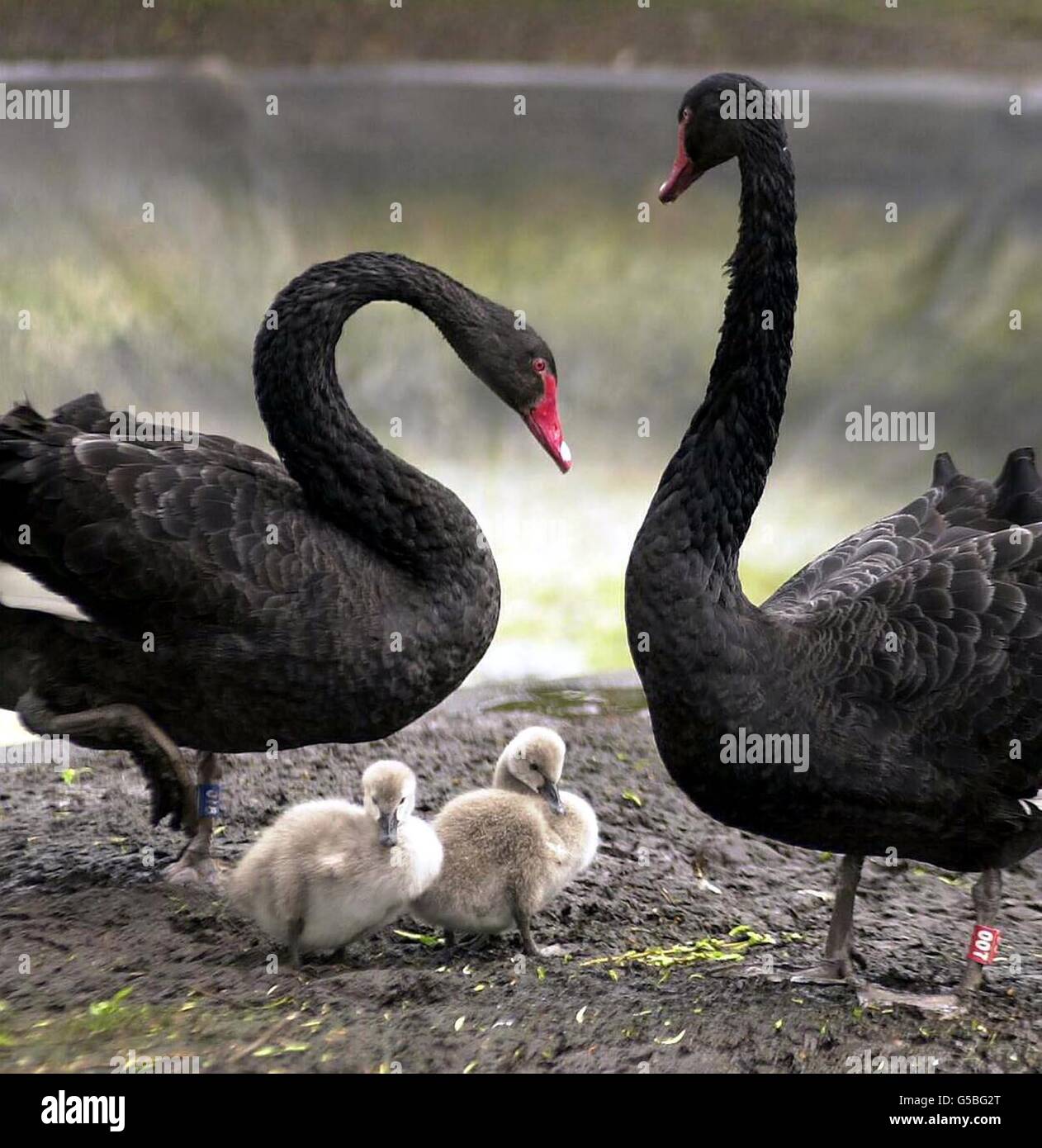 Two three-week-old black swan cygnets with their parents at London Zoo ...