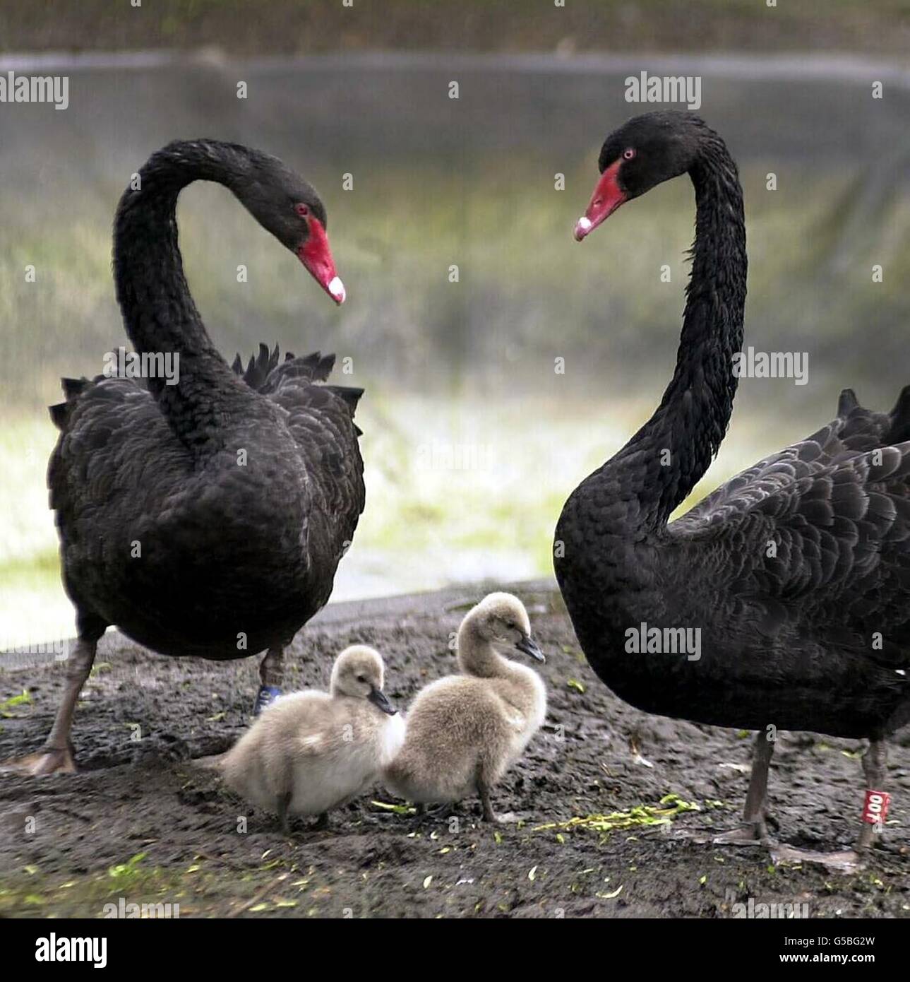 Two three-week-old black swan cygnets with their parents at London Zoo ...