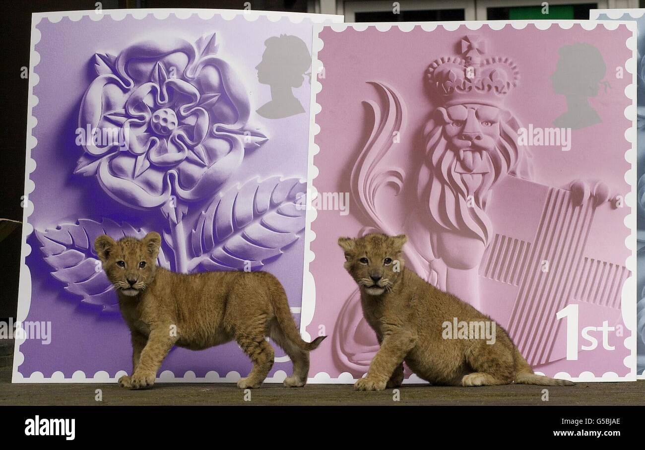 Lion cubs Ben and Blue get a sneak preview of the St. George's Day ...