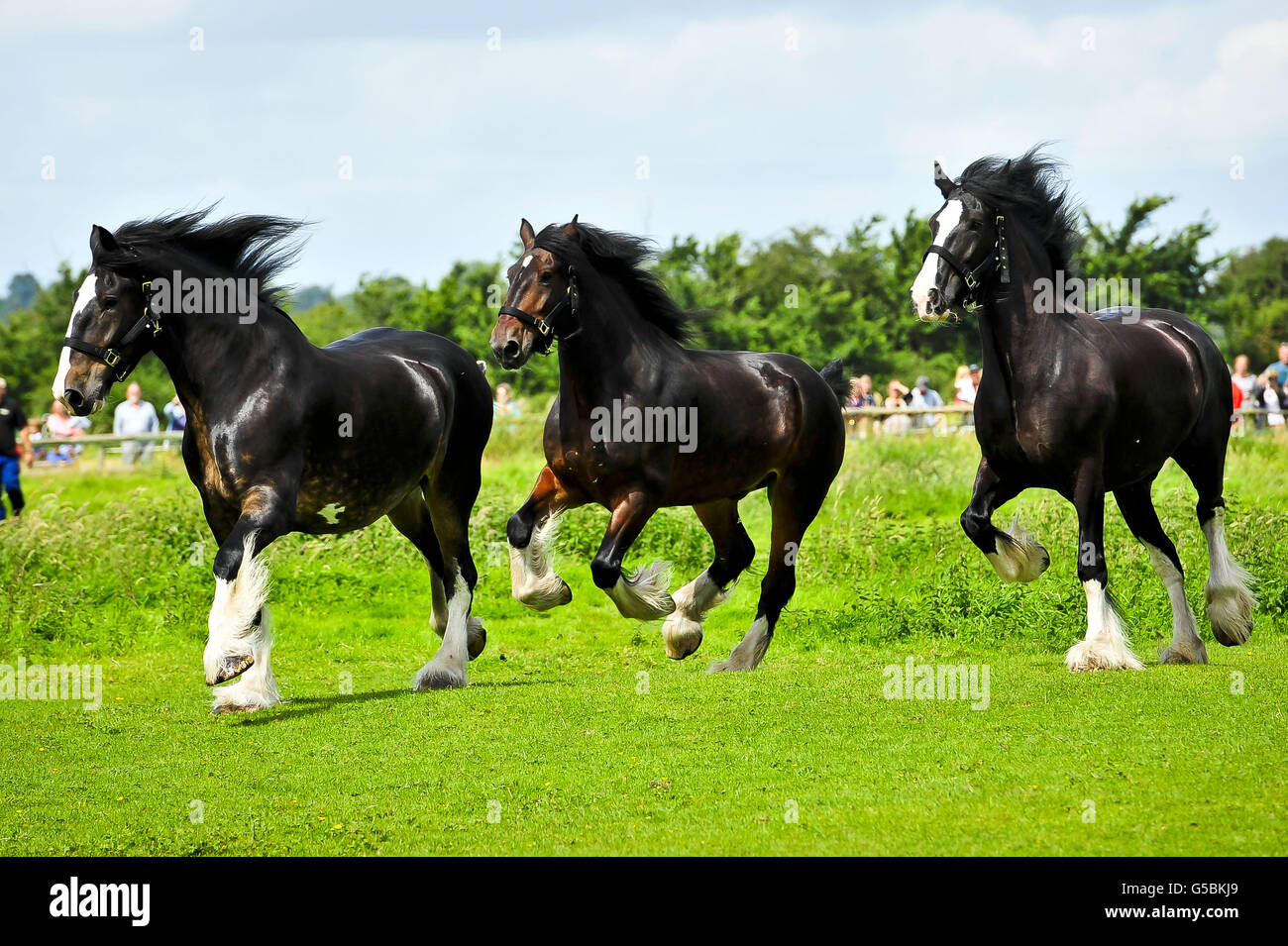 Shire horses run free in a field in Poulshot, Wiltshire, after downing ...