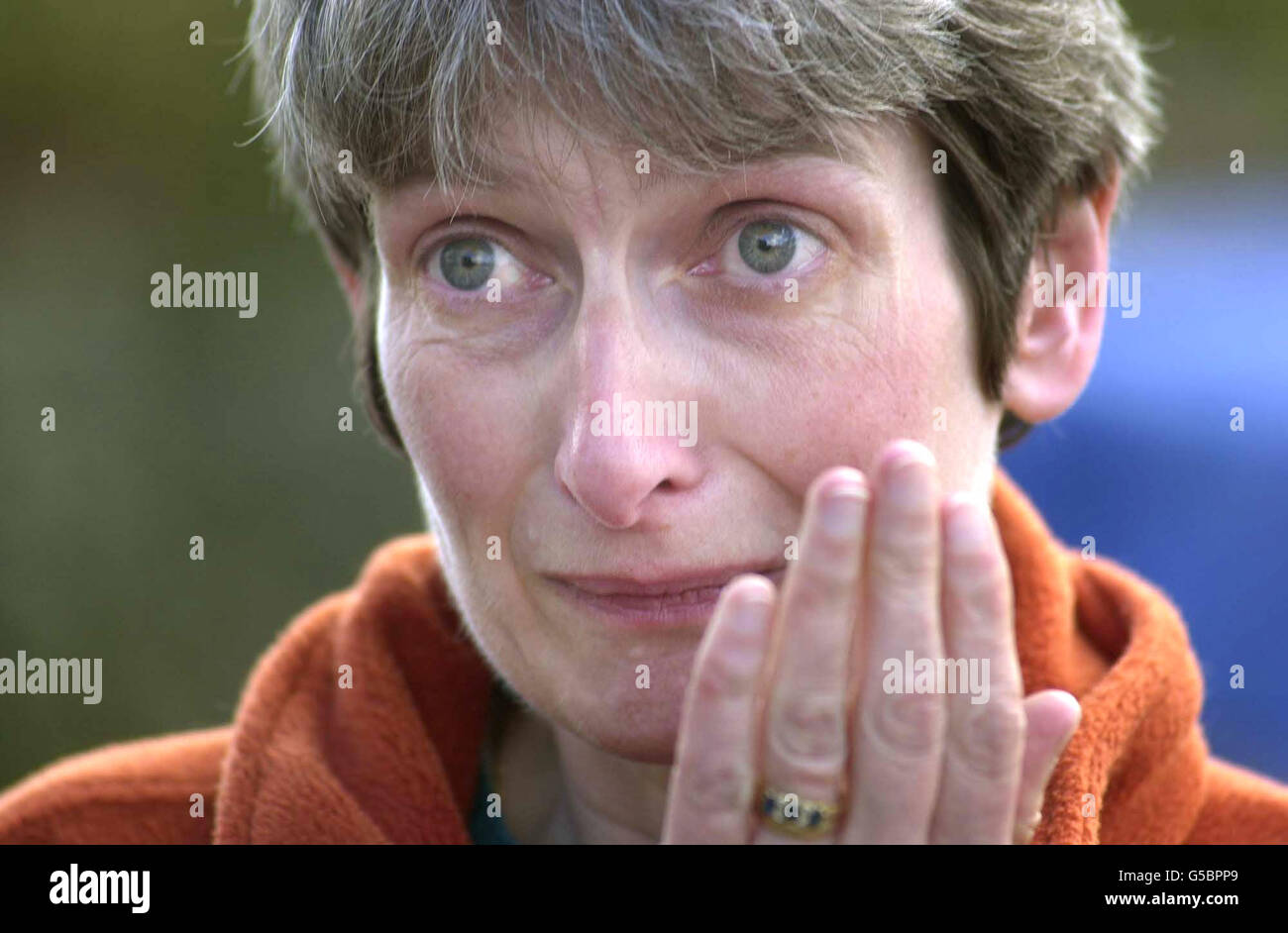 Carolyn Hoffe Barricaded sheep Stock Photo - Alamy