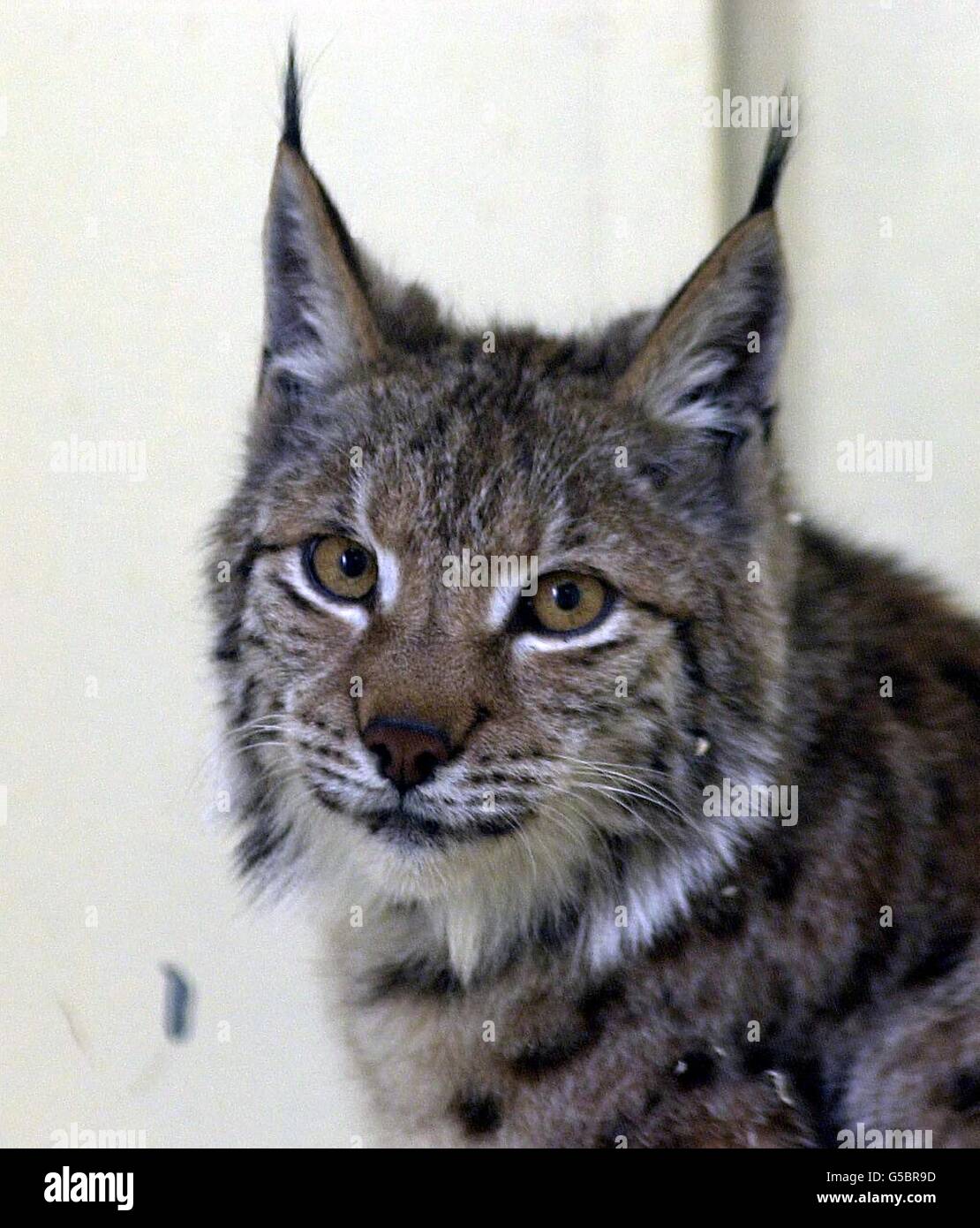 Lynx animal scotland hi-res stock photography and images - Alamy