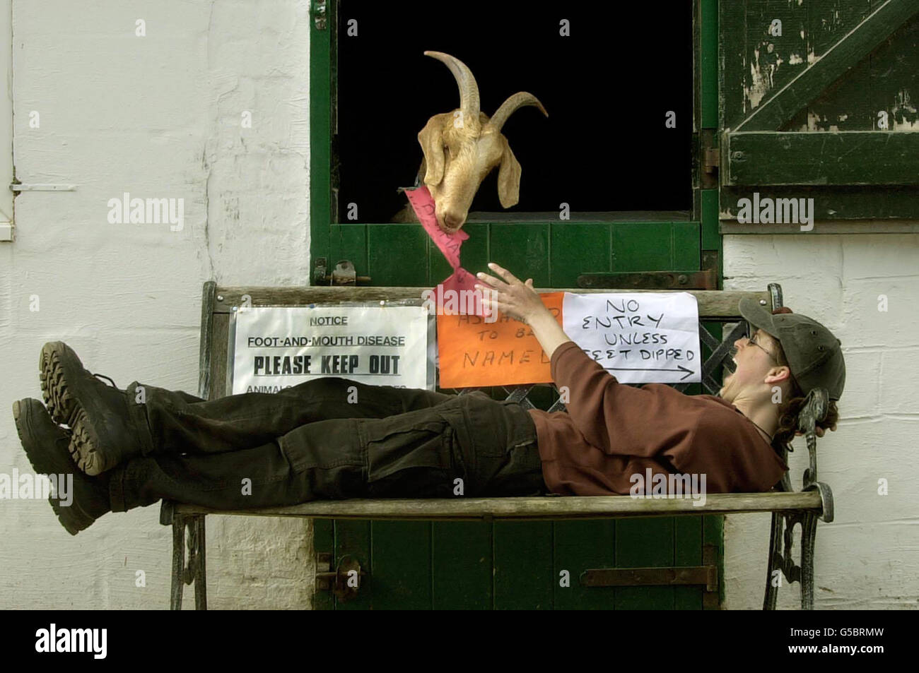 A demonstraters plackard is eaten by one of the goats due to be culled ...