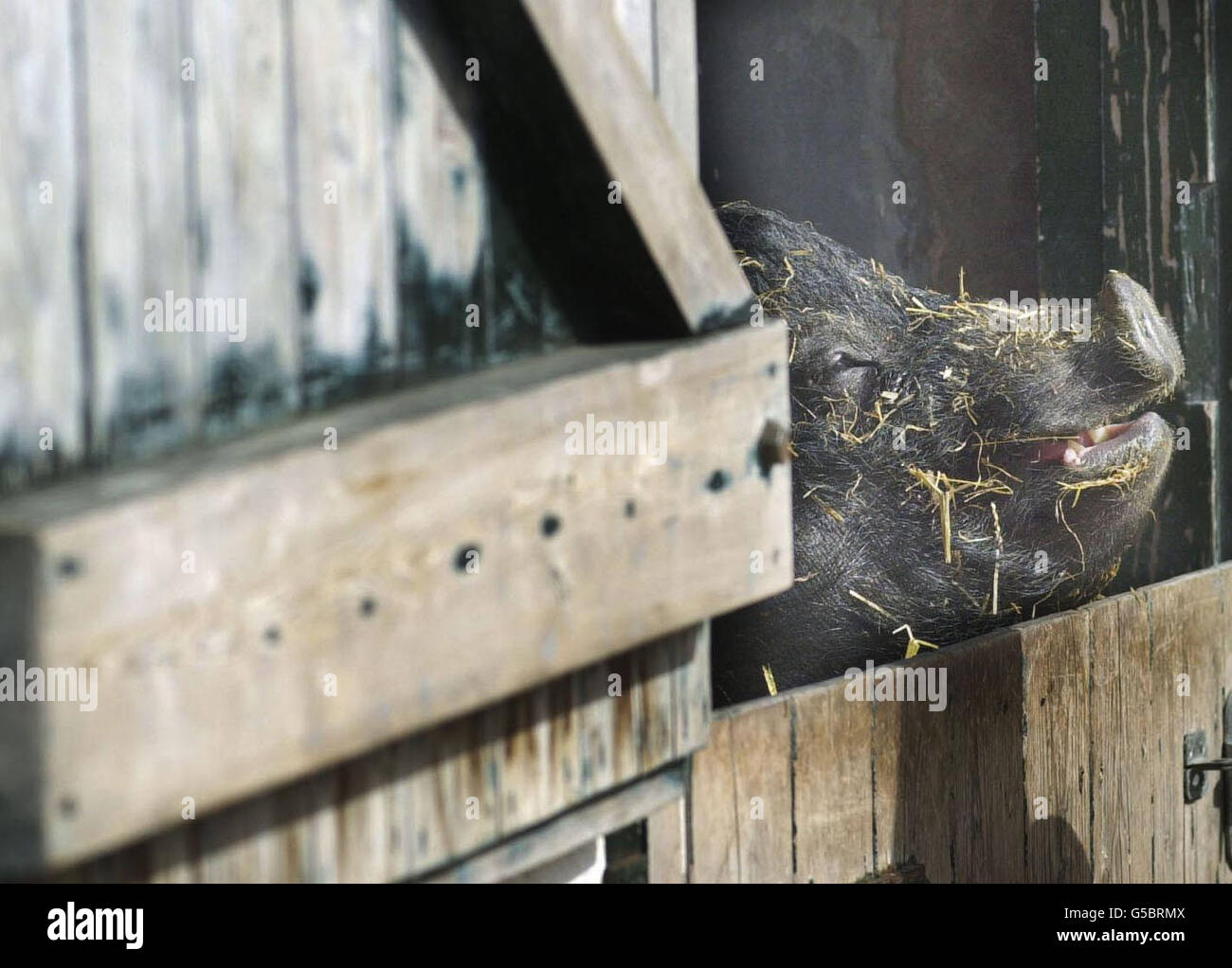 Spitfire the pig who is due to be culled takes a look out as ...