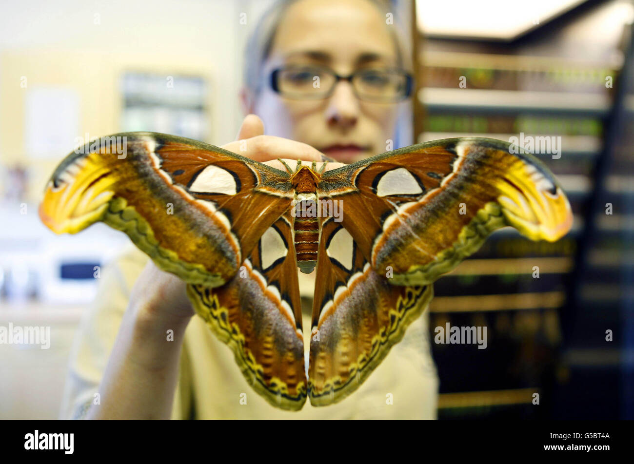 Butterflies and moths at Chester Zoo Stock Photo - Alamy