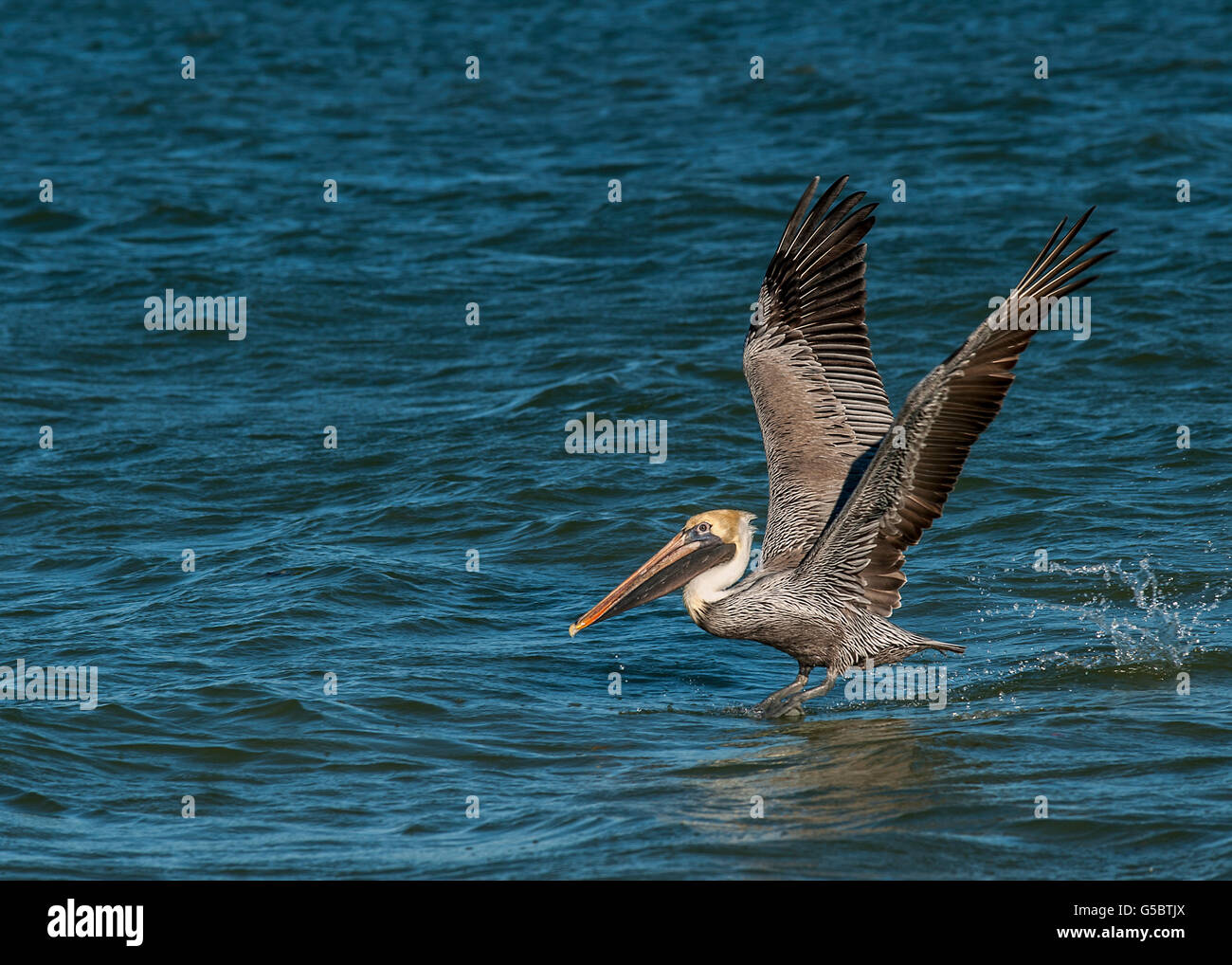 Pelican waterfowl natural hi-res stock photography and images - Alamy