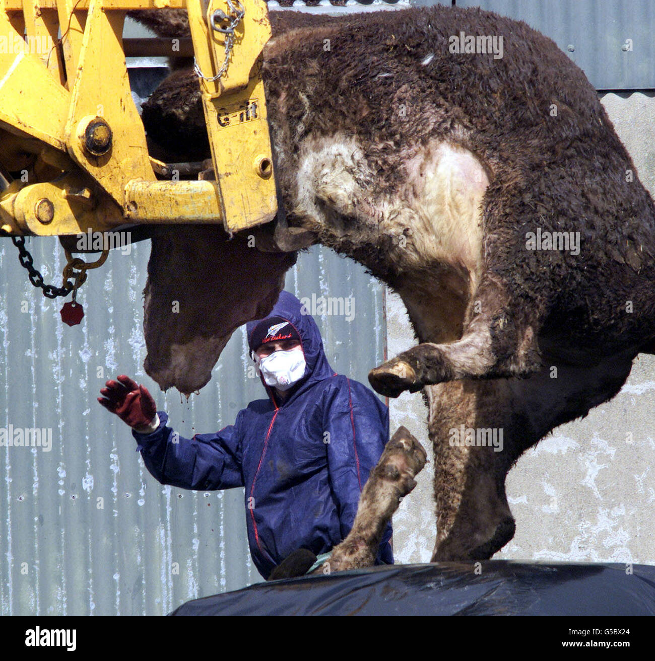 Animal disease crane protective clothing carcass hi-res stock ...