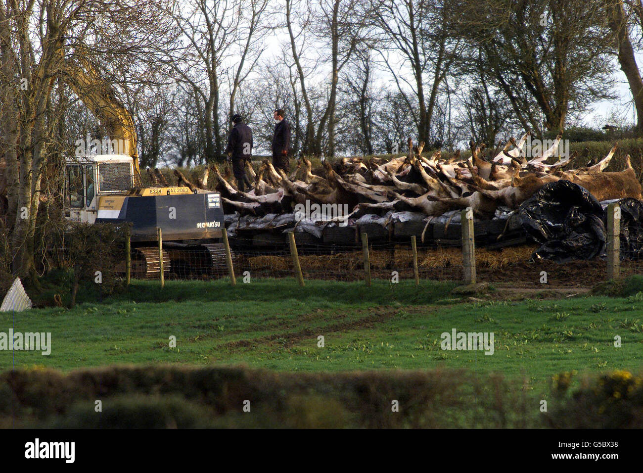 Ulster Ardboe foot & mouth Stock Photo - Alamy