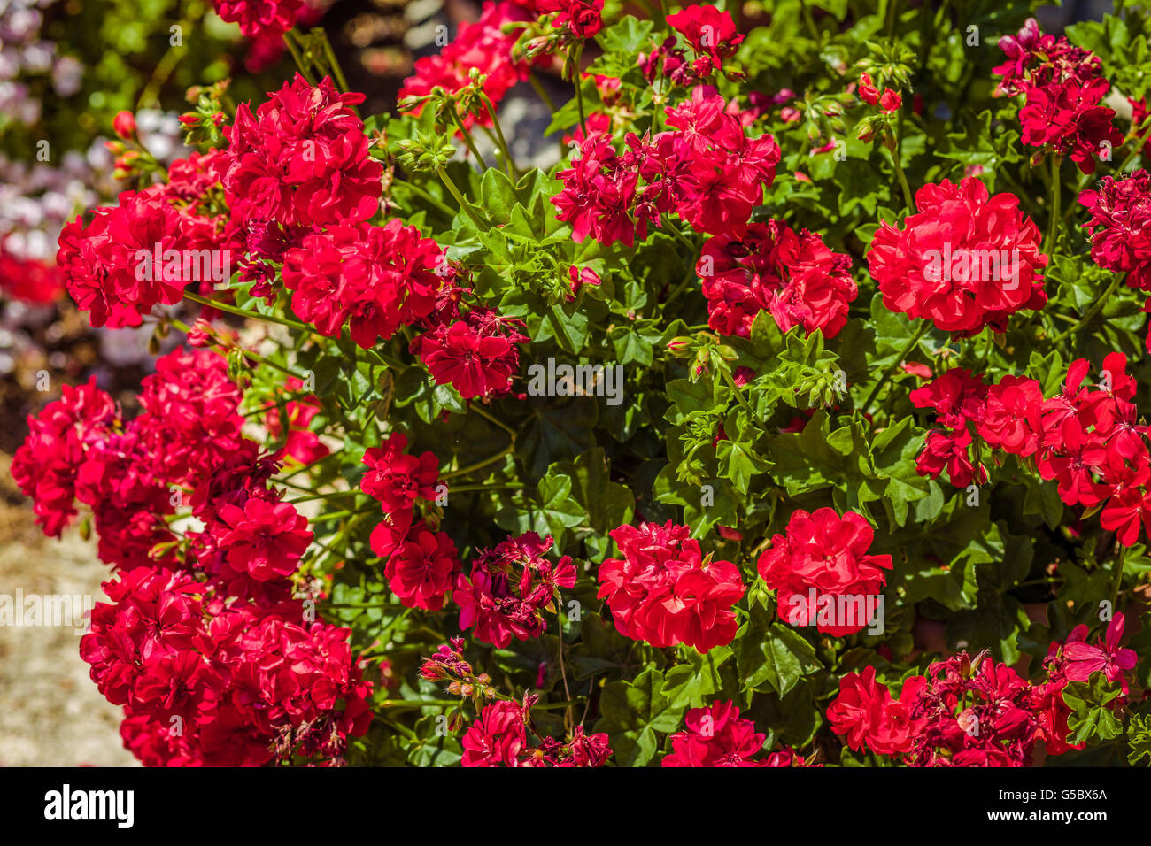 Red geraniums hi-res stock photography and images - Alamy