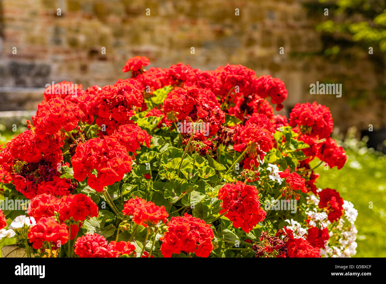 Red geraniums hi-res stock photography and images - Alamy