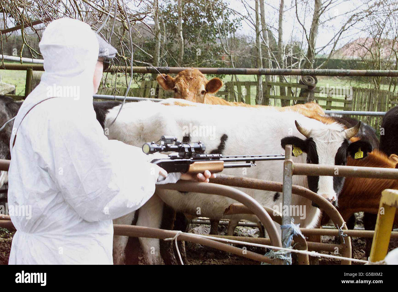 Agriculture environment cows gun rifle hi-res stock photography and ...