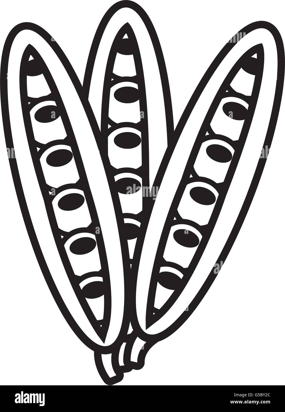 common beans front view,vector graphic Stock Vector Image & Art - Alamy