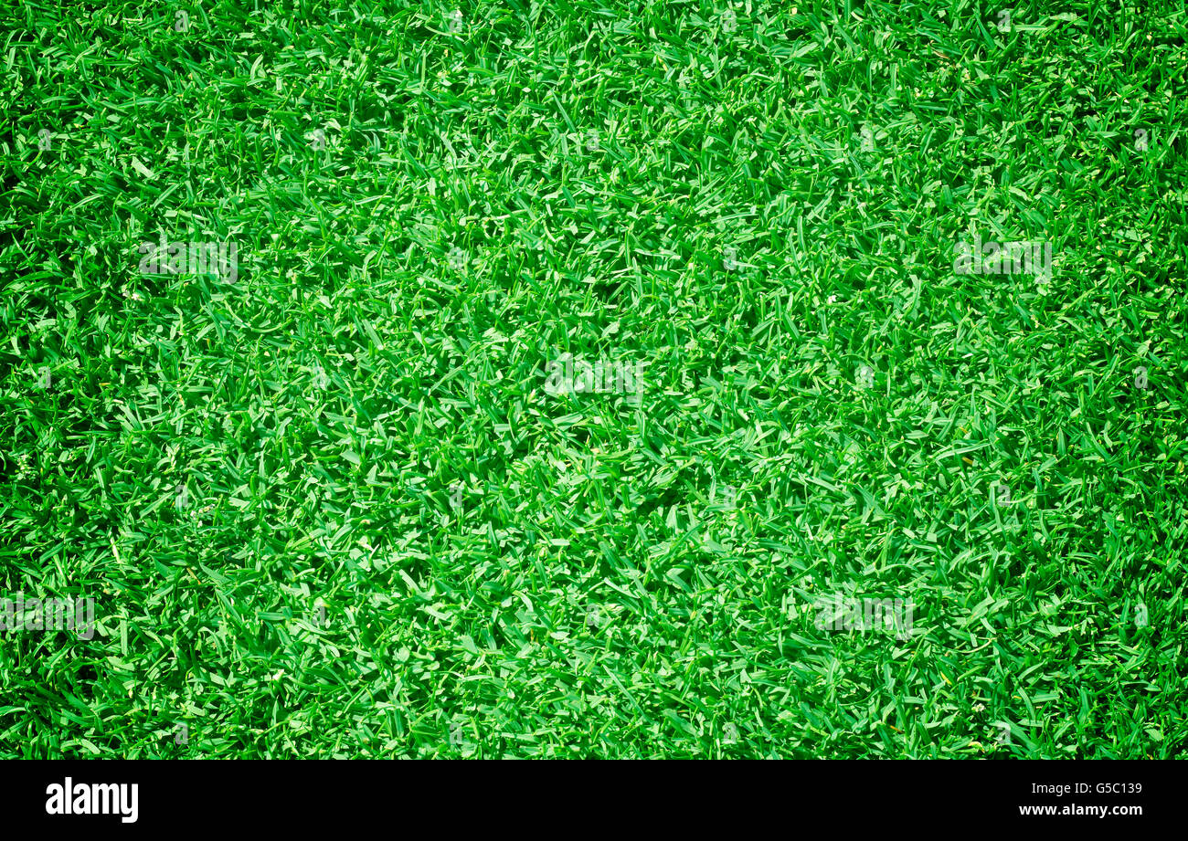 Golf Courses green lawn pattern textured background Stock Photo - Alamy