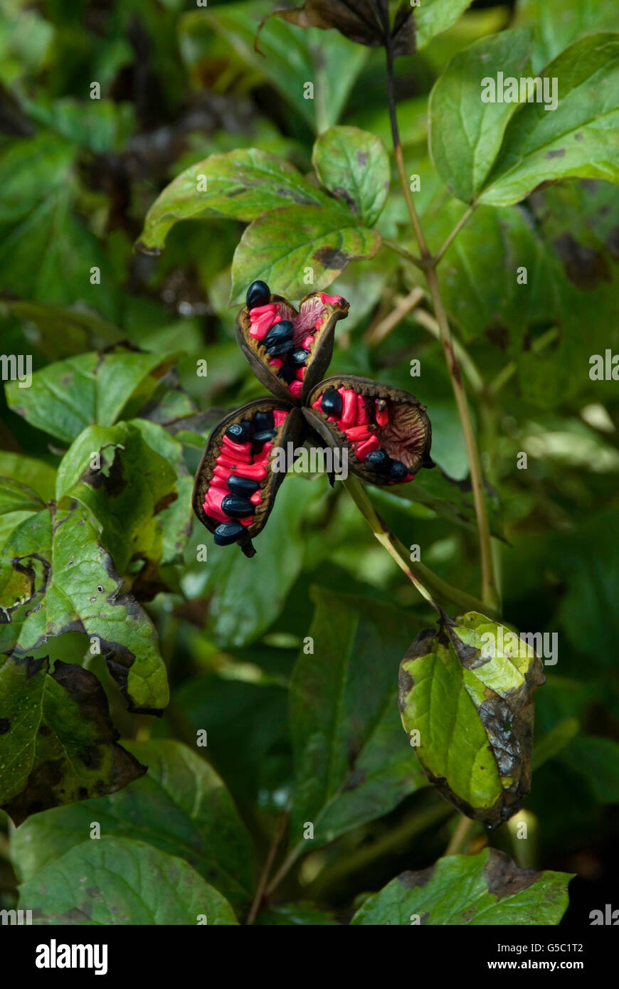 Peony seed pod paeonia hi-res stock photography and images - Alamy