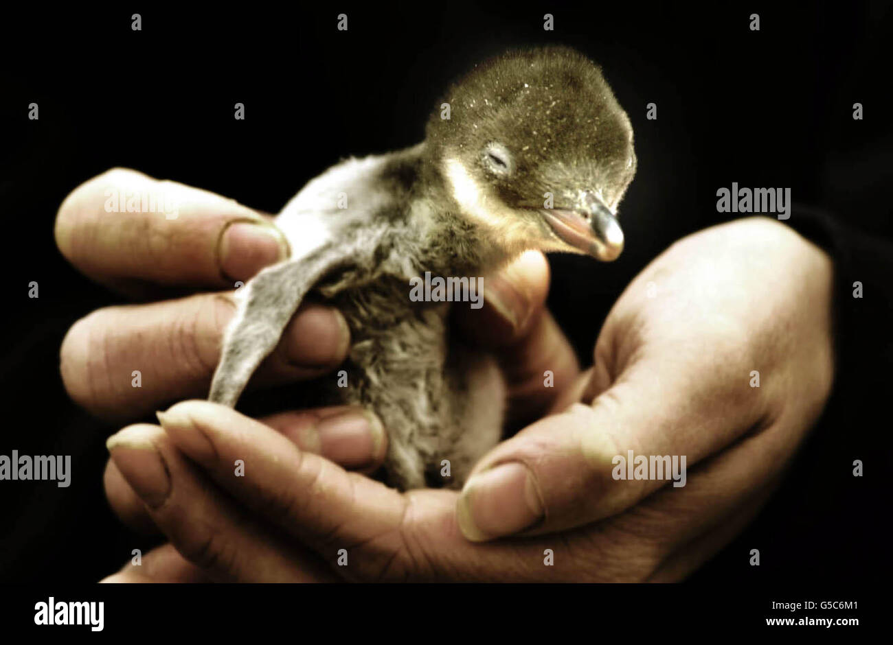 Chirpy, a two-hour old Gentoo Penguin chick is weighed for the first ...