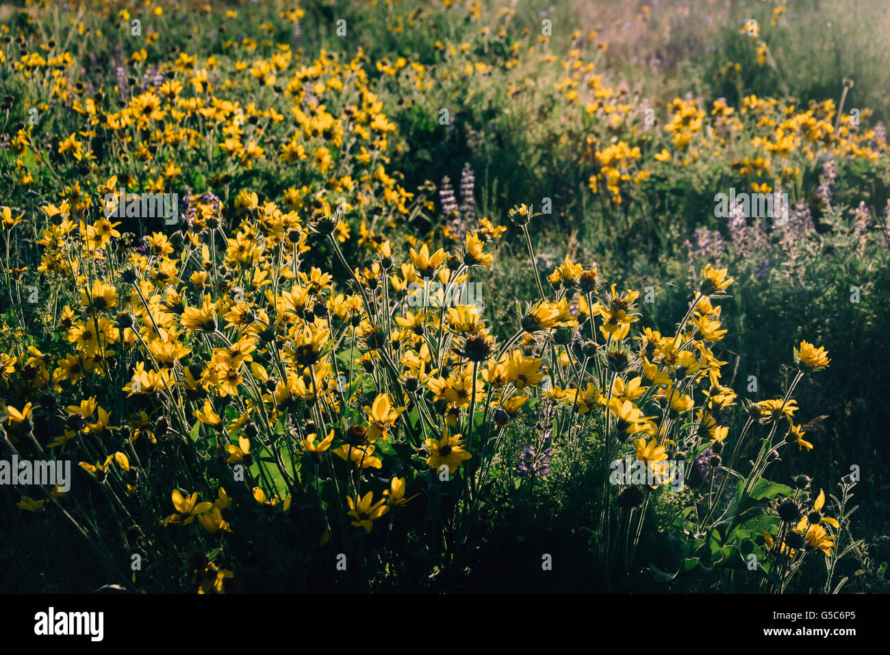 Wildflowers at Tom McCall Nature Preserve, Columbia River Gorge, Oregon ...