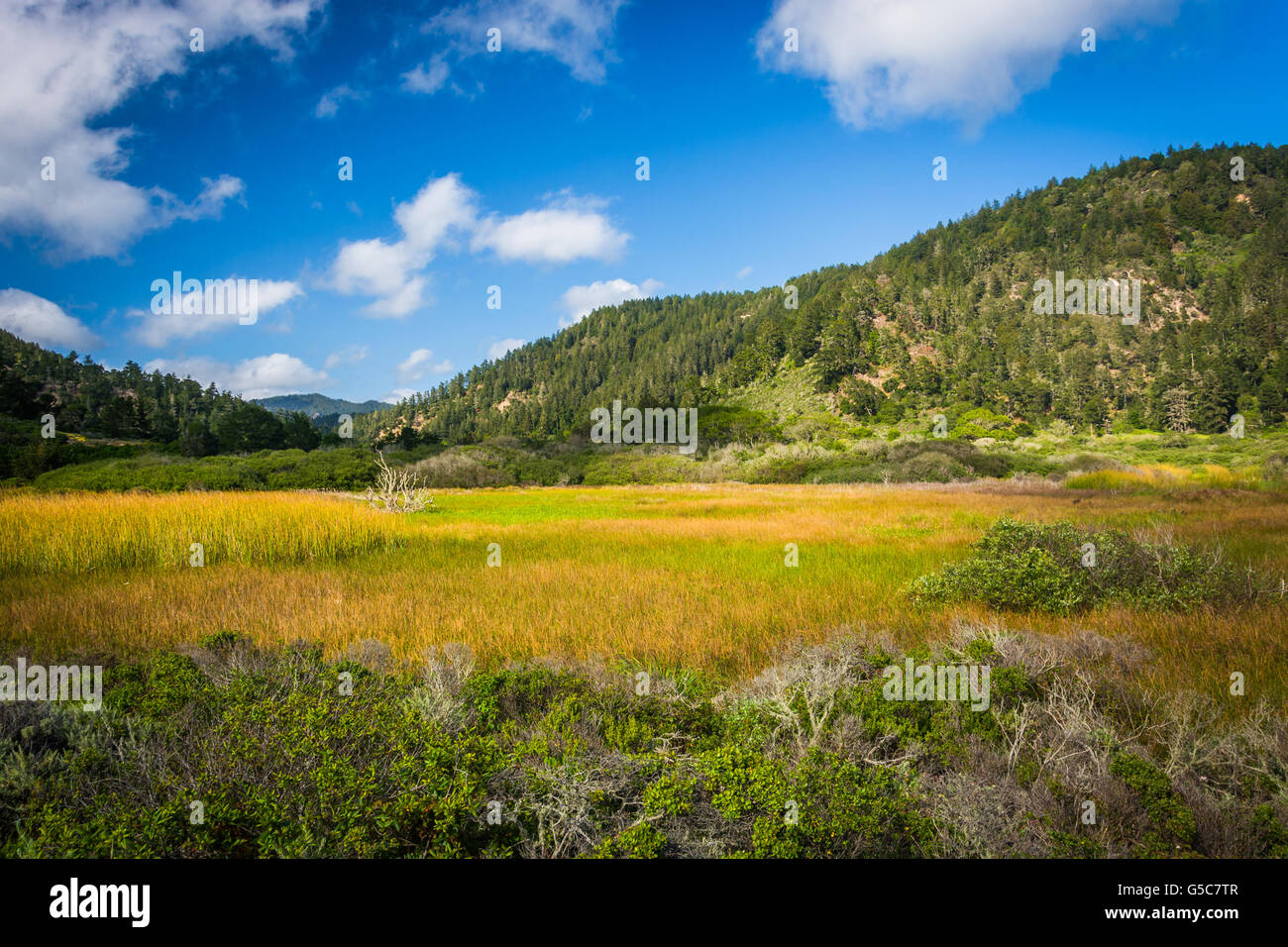 Big Basin Redwoods State Park Stock Photos & Big Basin Redwoods State ...