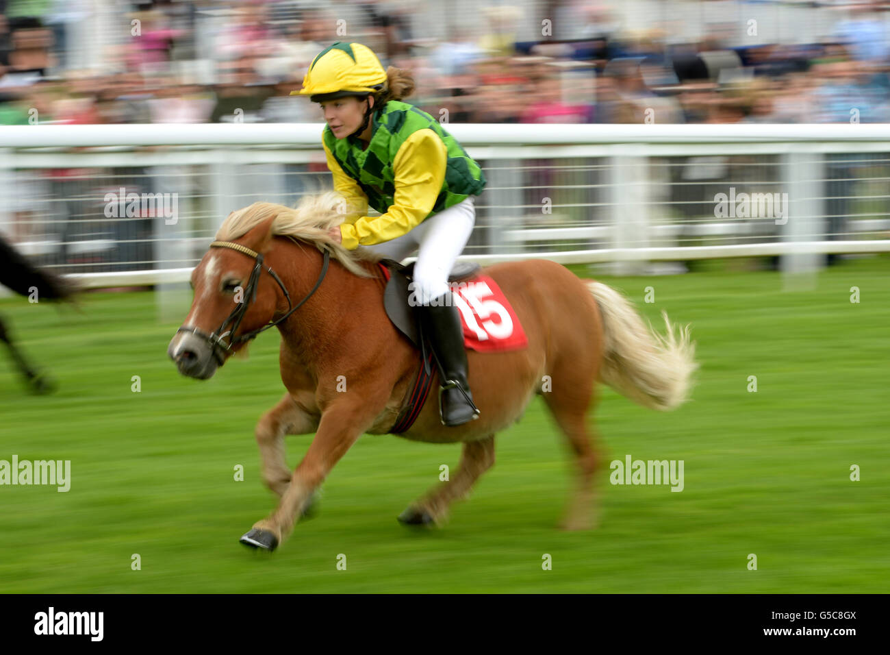 Shetland Racing High Resolution Stock Photography and Images - Alamy