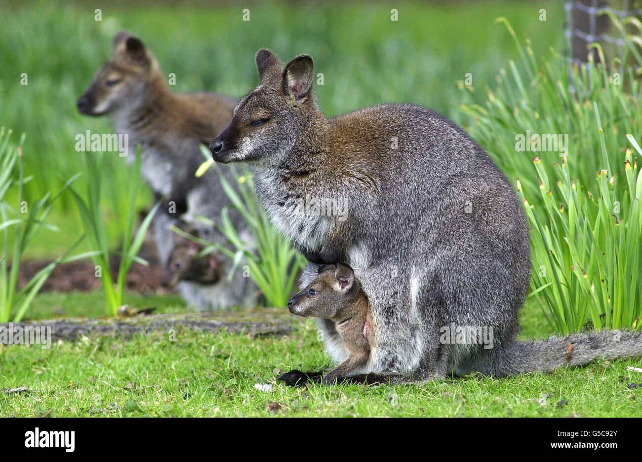 Whipsnade WIld Animal Park Stock Photo - Alamy