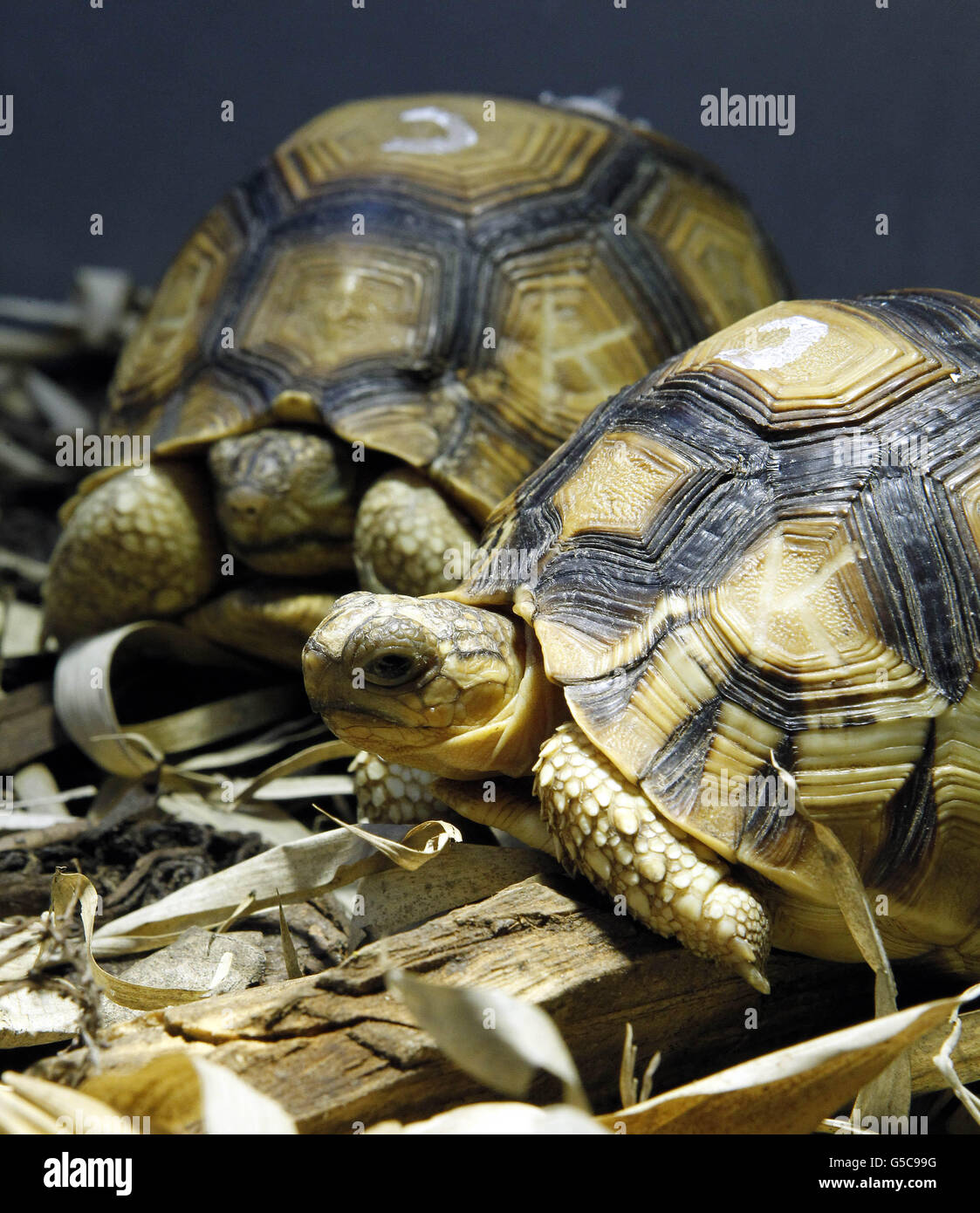 Ploughshare hi-res stock photography and images - Alamy