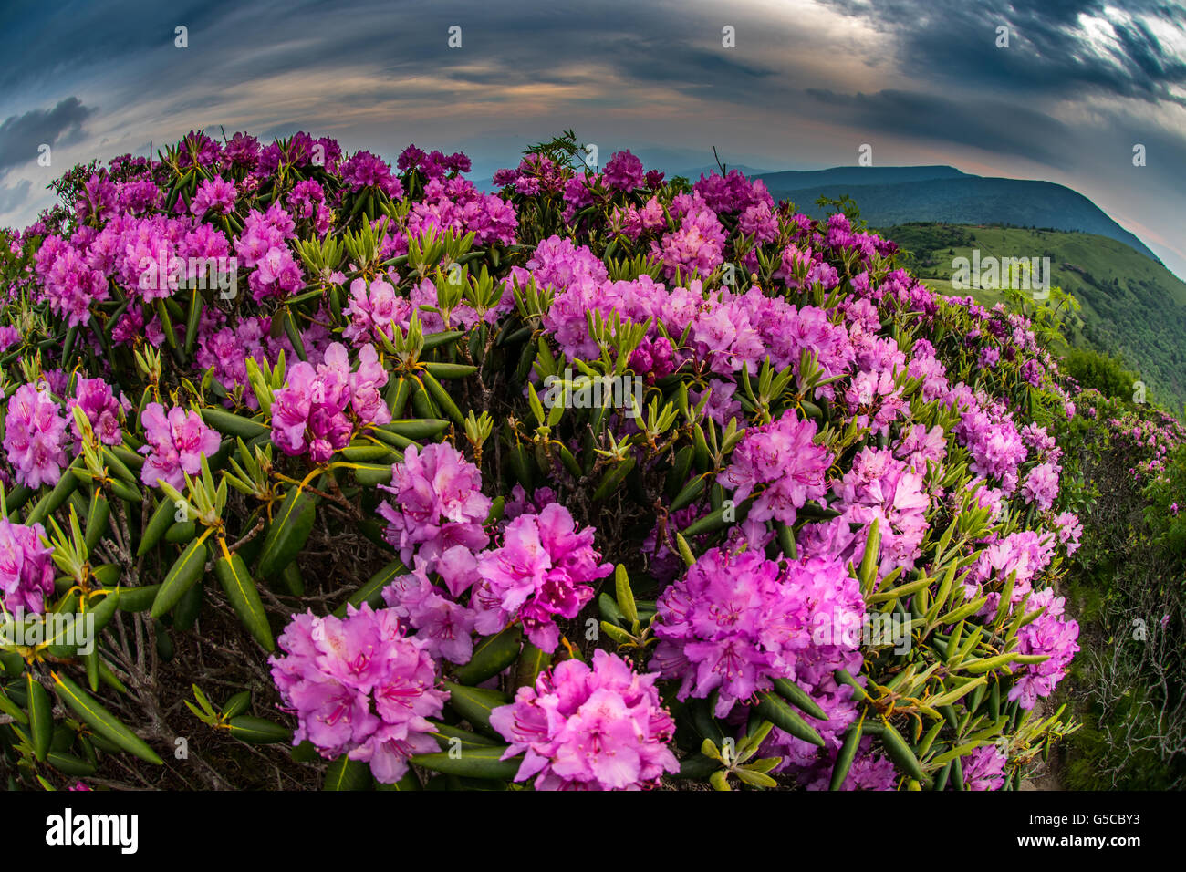 Fish eye close up hi-res stock photography and images - Alamy