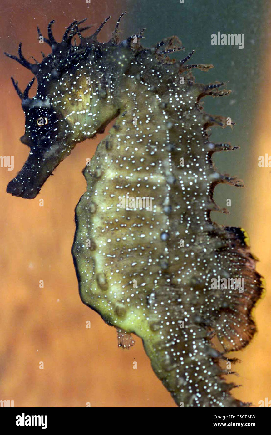 Seahorses Mate For Life