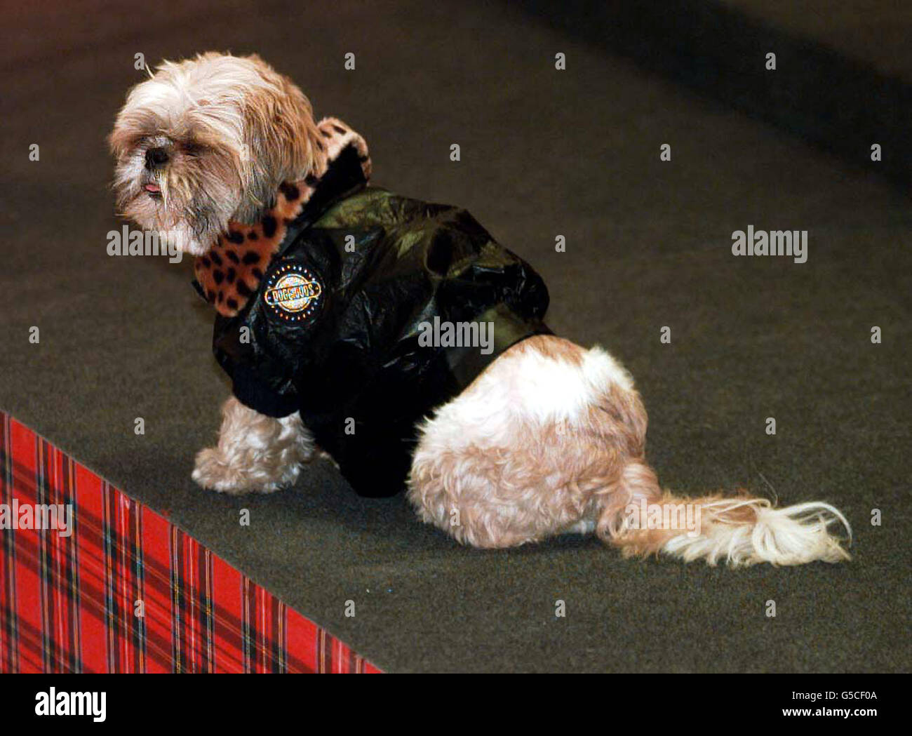 Geri Halliwell's dog, Harry, at the Launch of her new album " Scream If ...