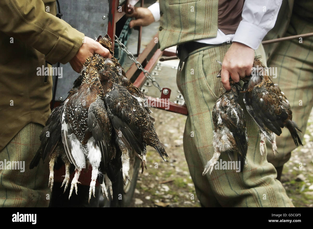 Grouse shooting season Stock Photo - Alamy