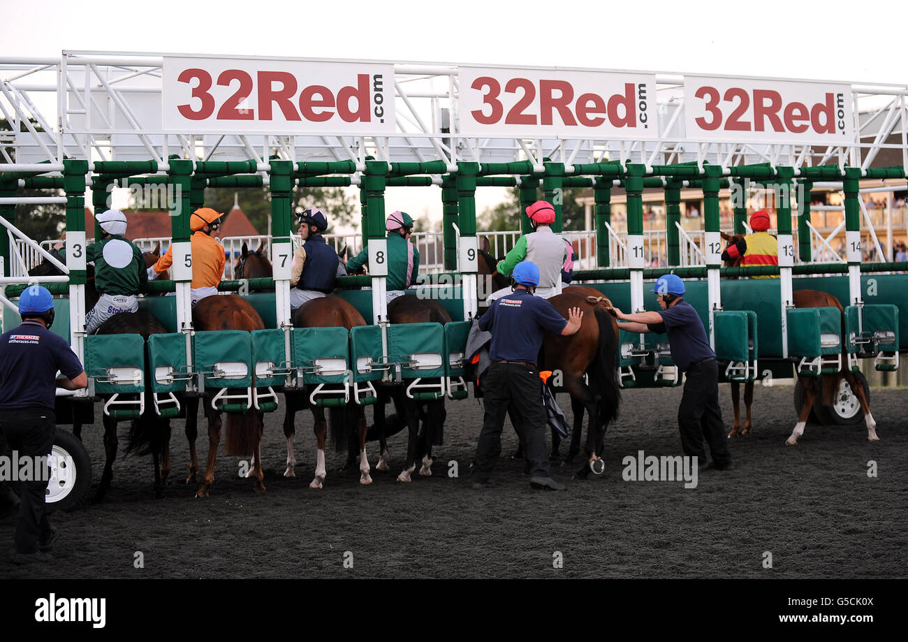 The horses are helped into the starting stalls before a race Stock ...
