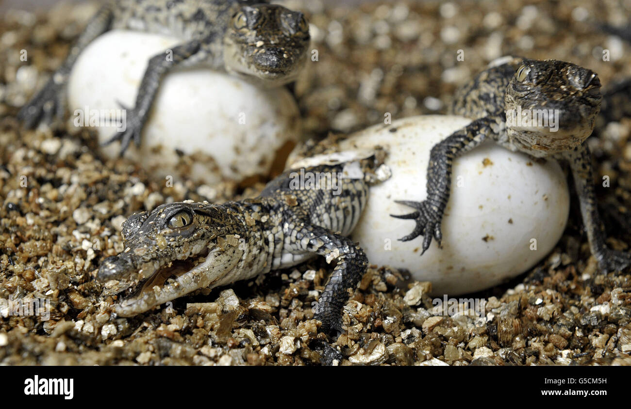 Baby Crocodile Hatching