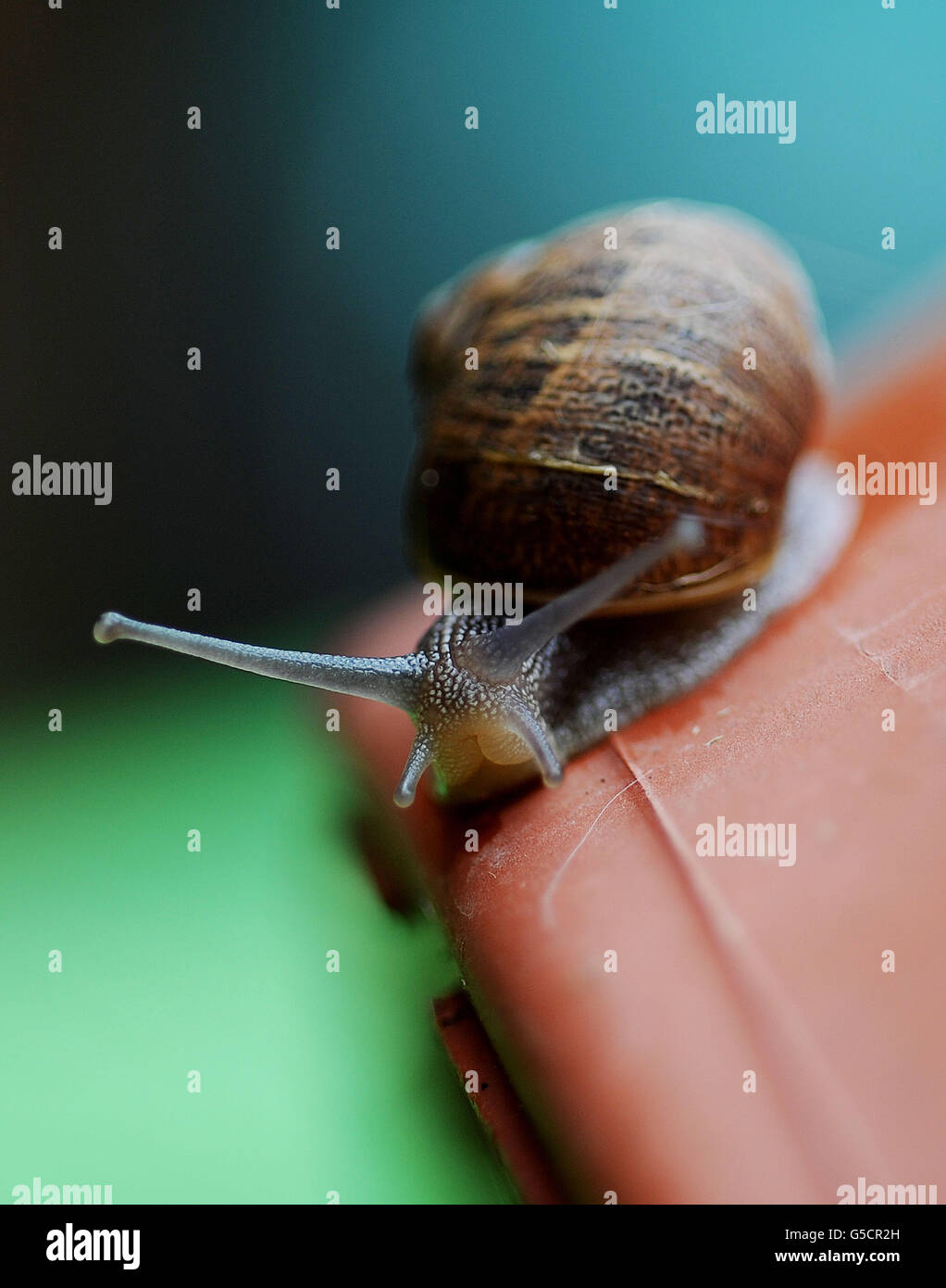 Plastic snails hi-res stock photography and images - Alamy