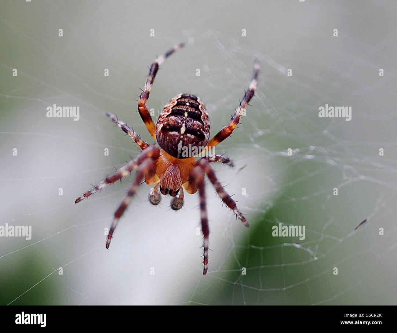 A common garden orb spider, sits in its web in a garden in Essex Stock ...