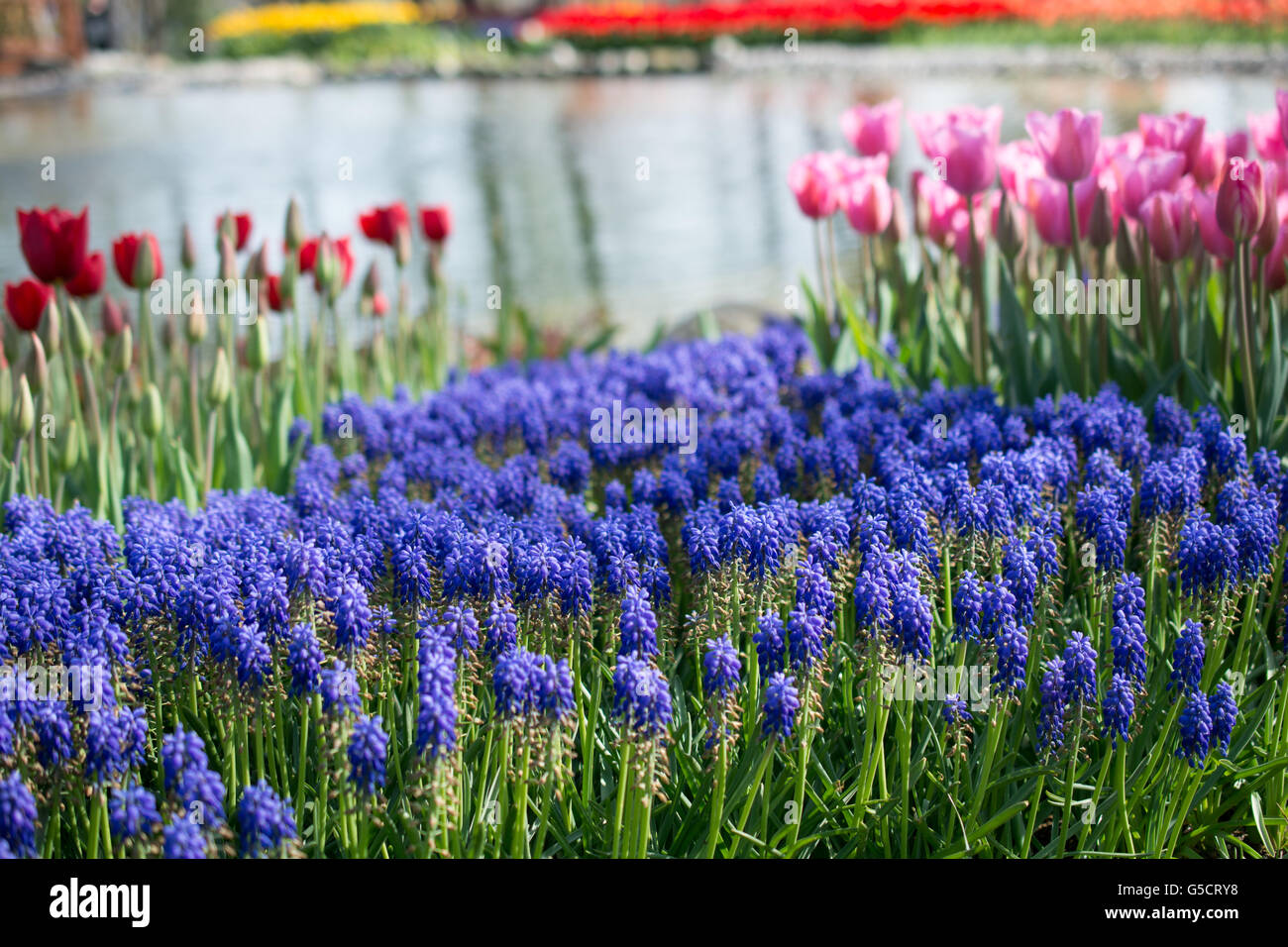 Tulip garden full of various colors of tulips in spring Stock Photo - Alamy