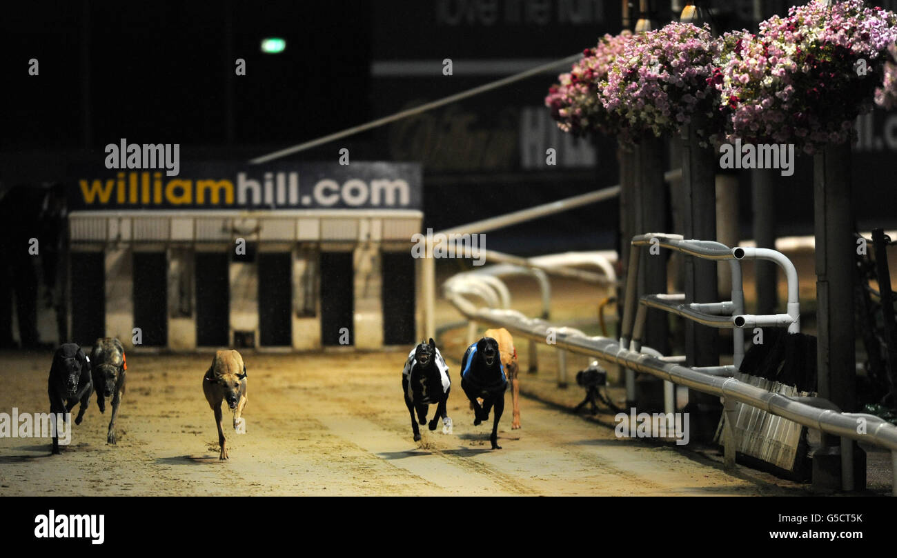 Greyhound Racing - 2012 William Hill.com Puppy Derby Final - Wimbledon ...
